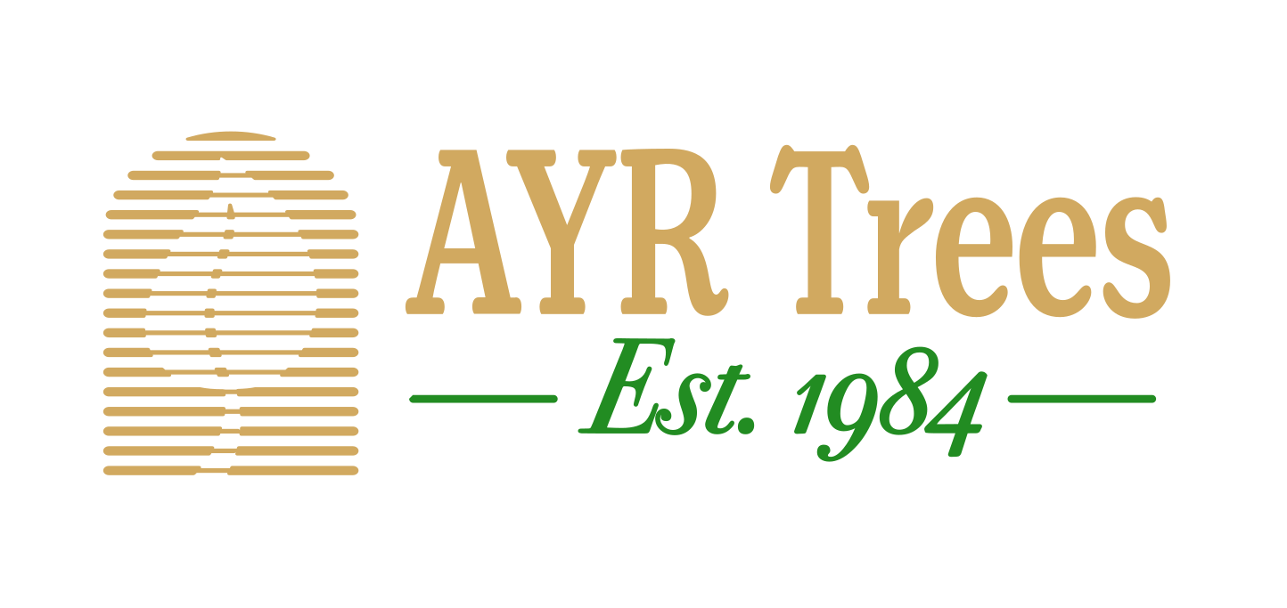 AYR Trees | Expert Tree Services in Phoenix, Arizona