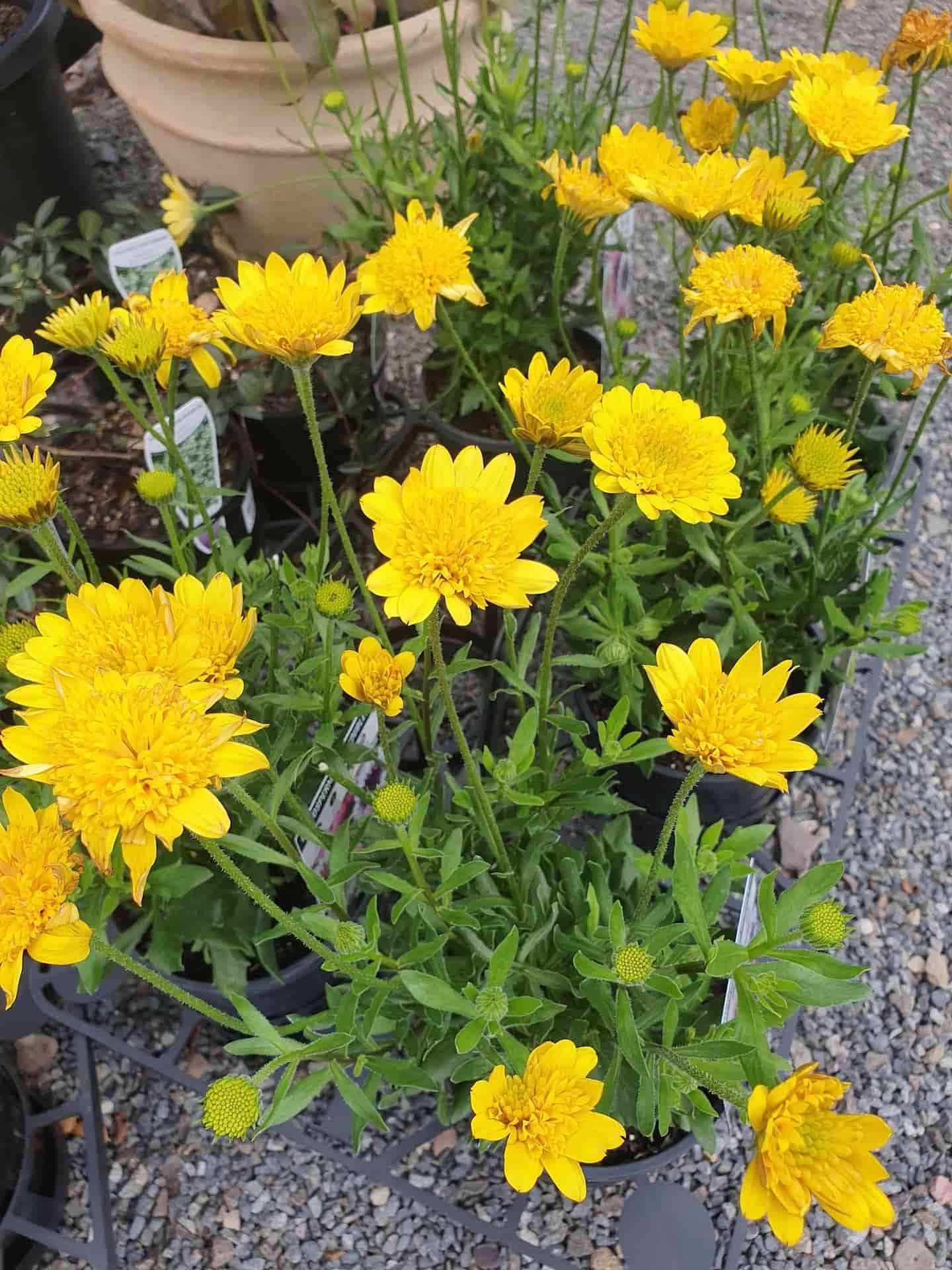 Nursery in Maleny | Maleny Hardware & Rural Supplies