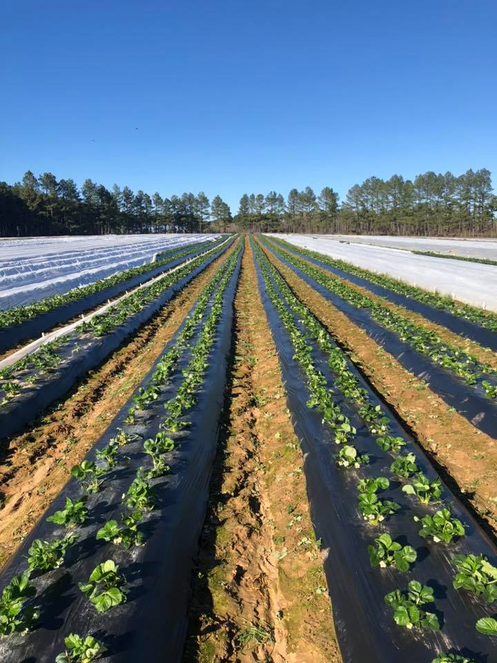 Home | Holland Bottom Farm, LLC | Cabot, AR