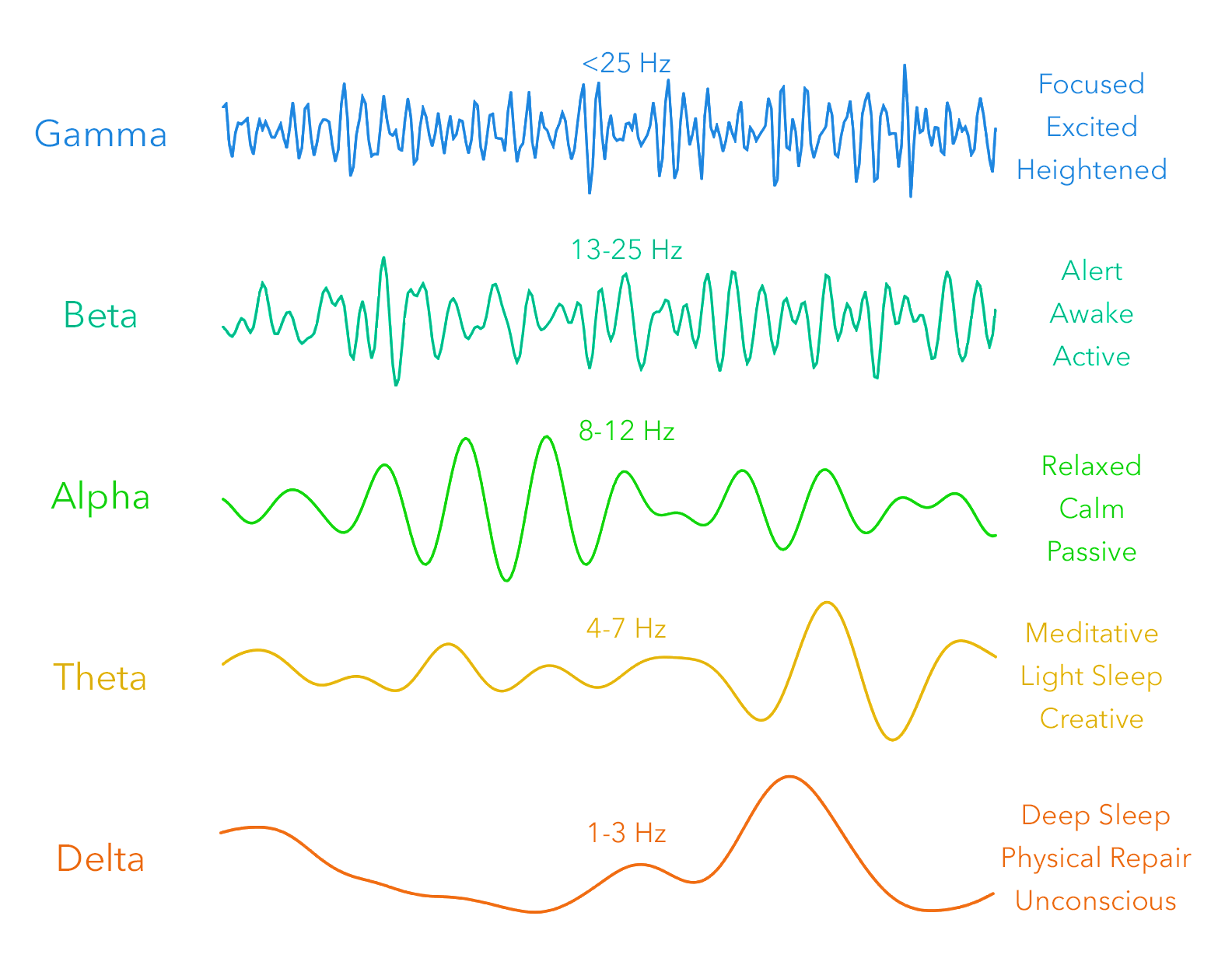 Gamma Waves Sleep