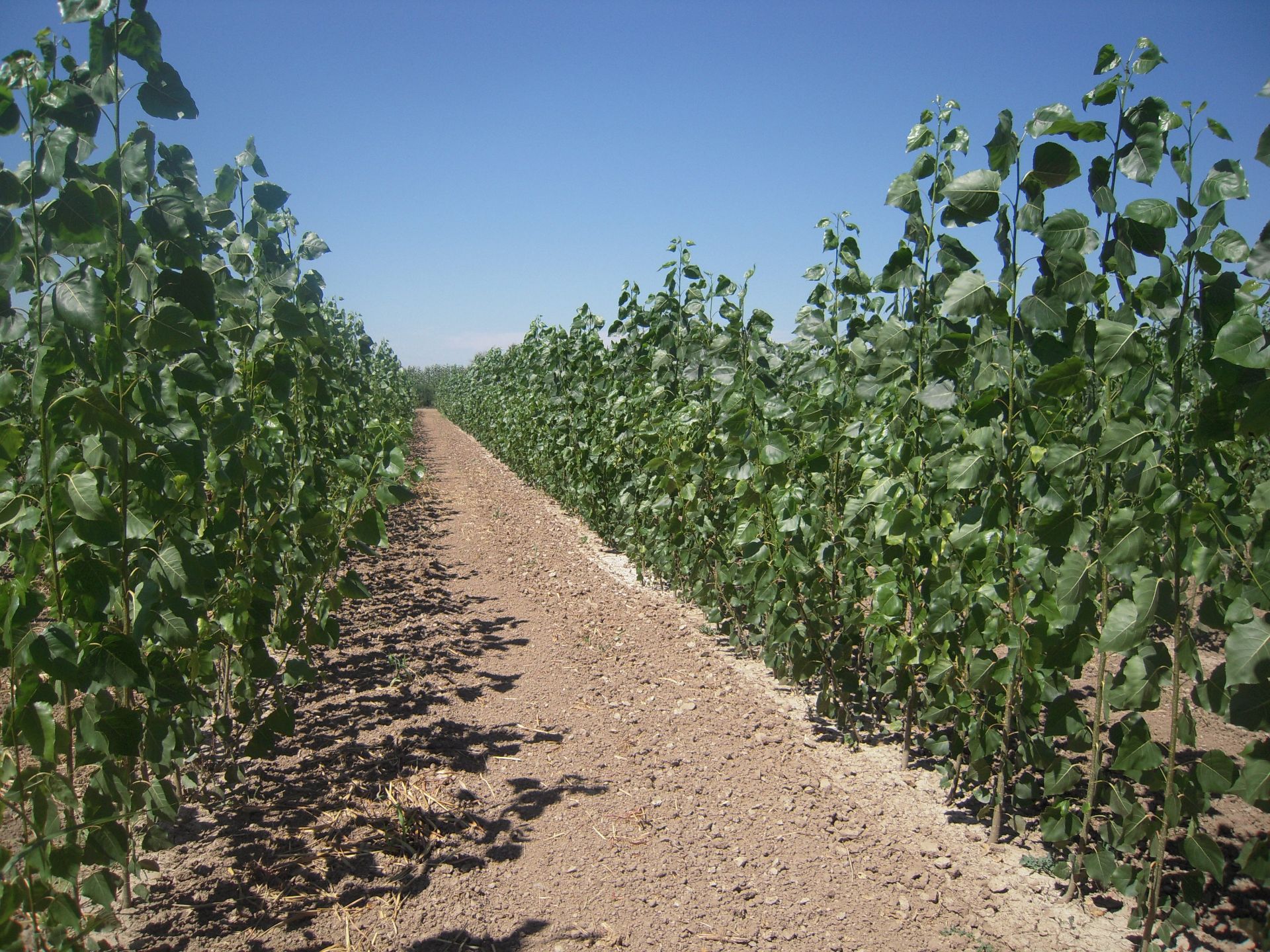 Plant energy sources | Cavallermaggiore, CN | Biopoplar