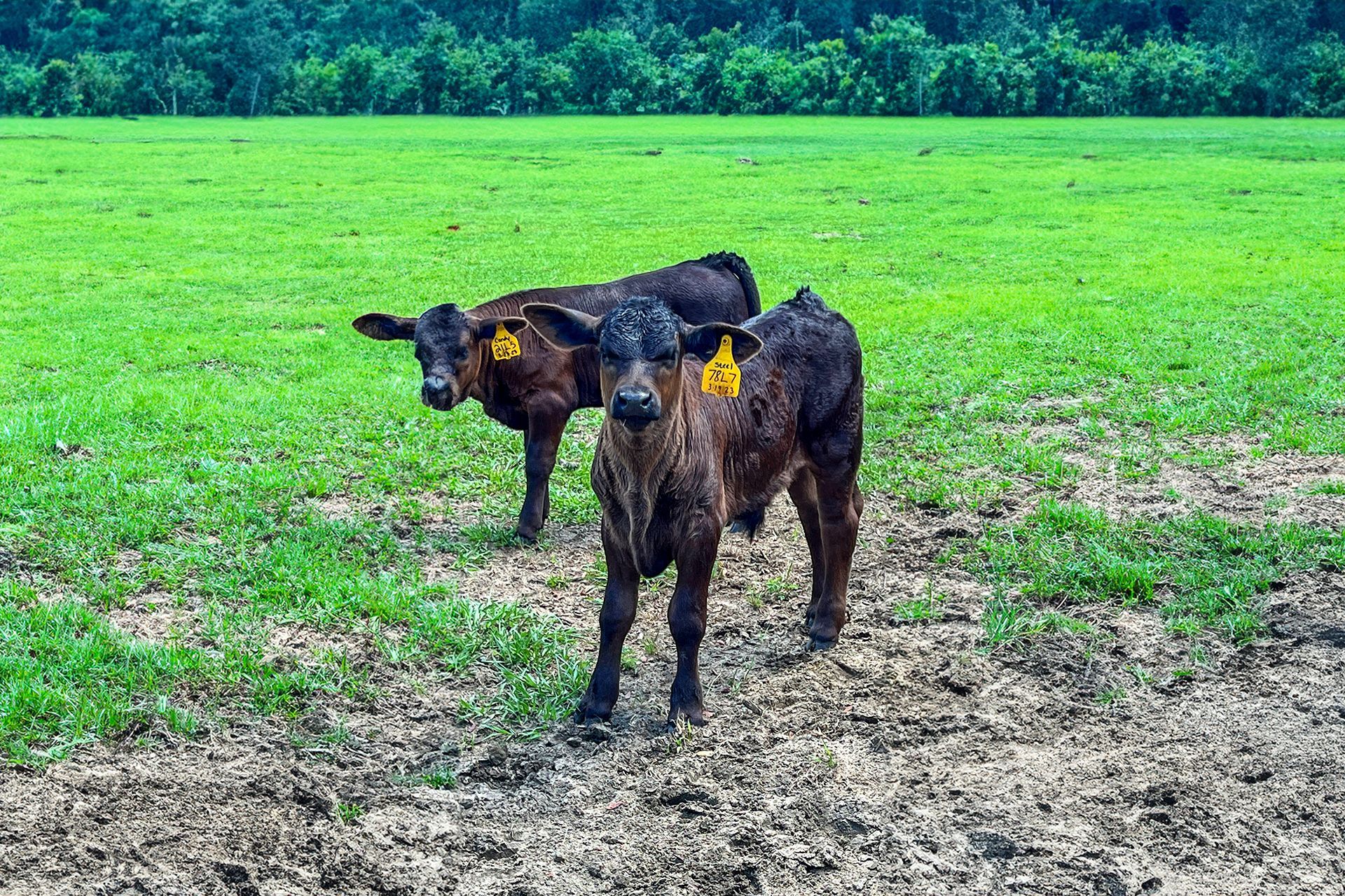 High-Yield Semen & Embryo