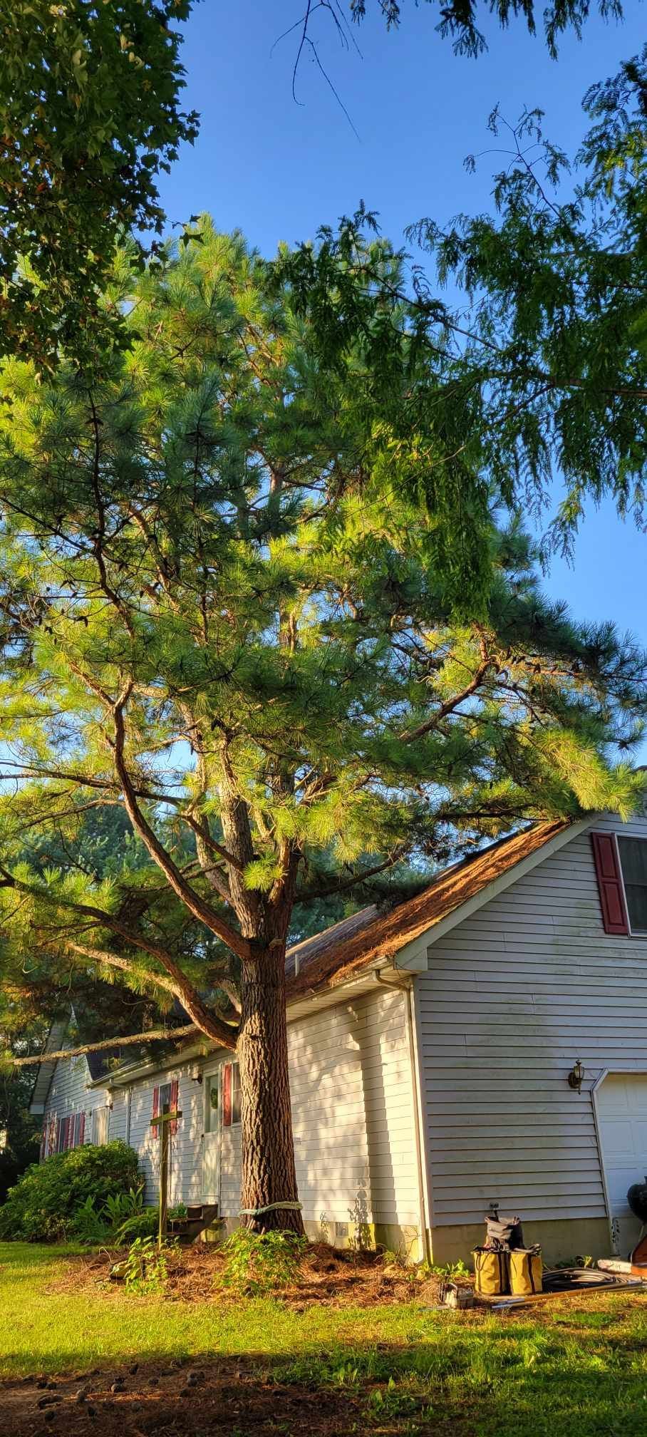 Thornburg Tree Services | Precision Tree Care | Magnolia, DE