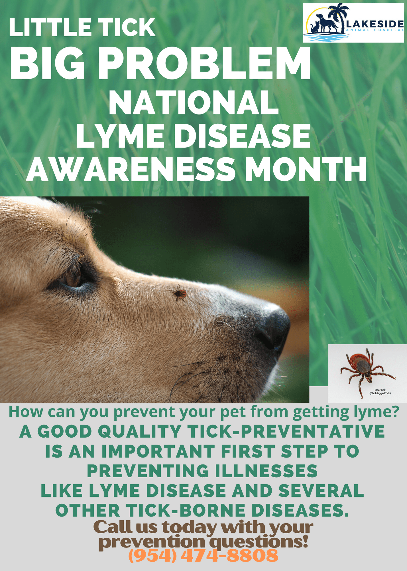 Small Tick BIG PROBLEM: Lyme Disease Awareness Month