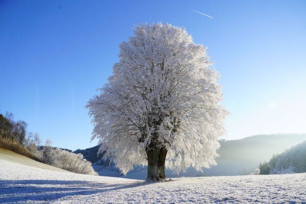 The Best Trees for Withstanding Snow Storms