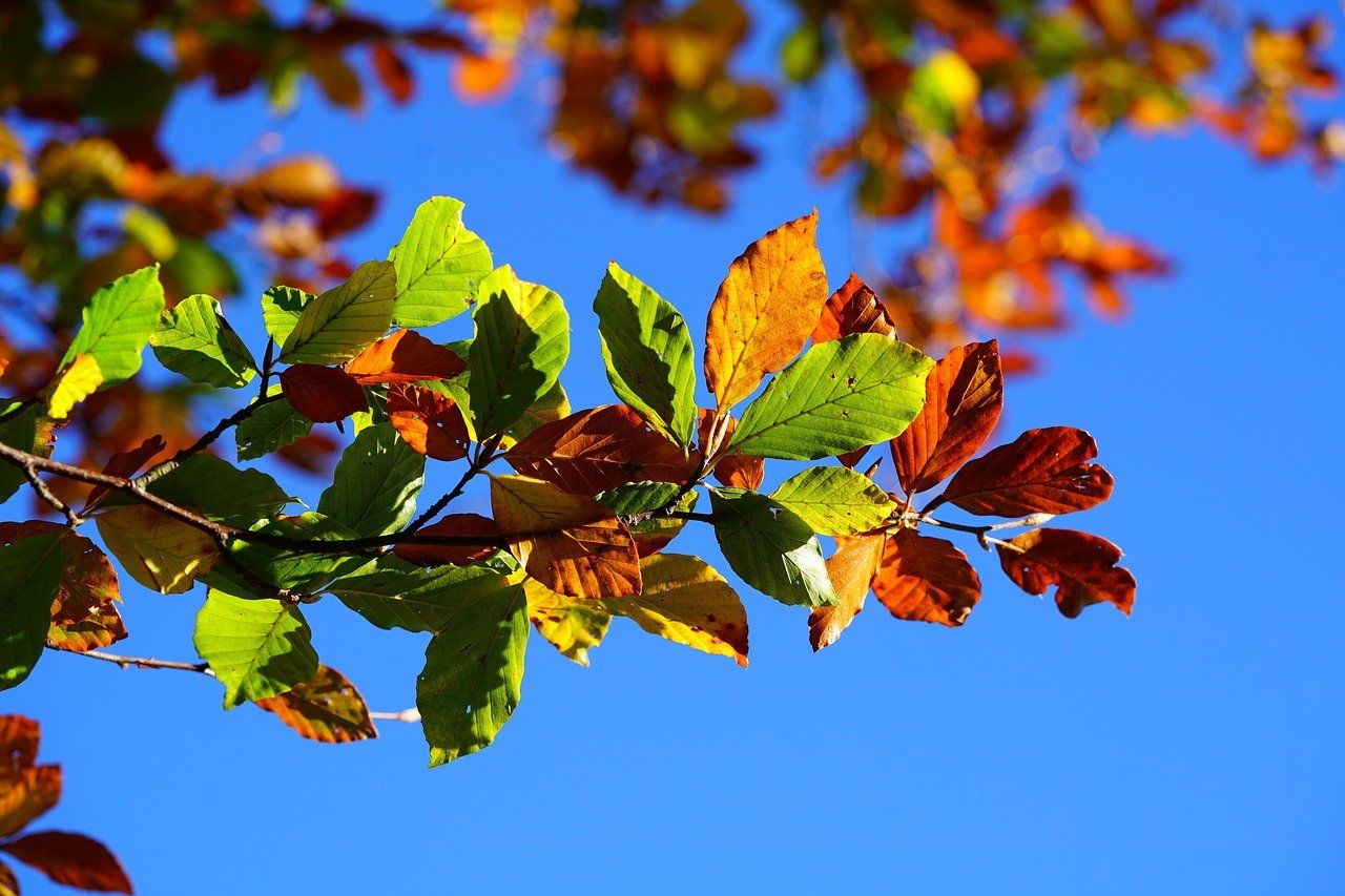 What Does It Mean If A Tree s Leaves Change Color Prematurely 