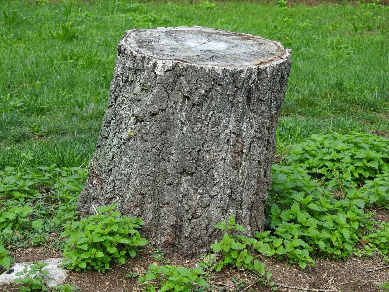 What Is The Fastest Way To Remove A Tree Stump 