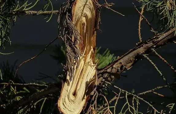 lightning strike tree branch