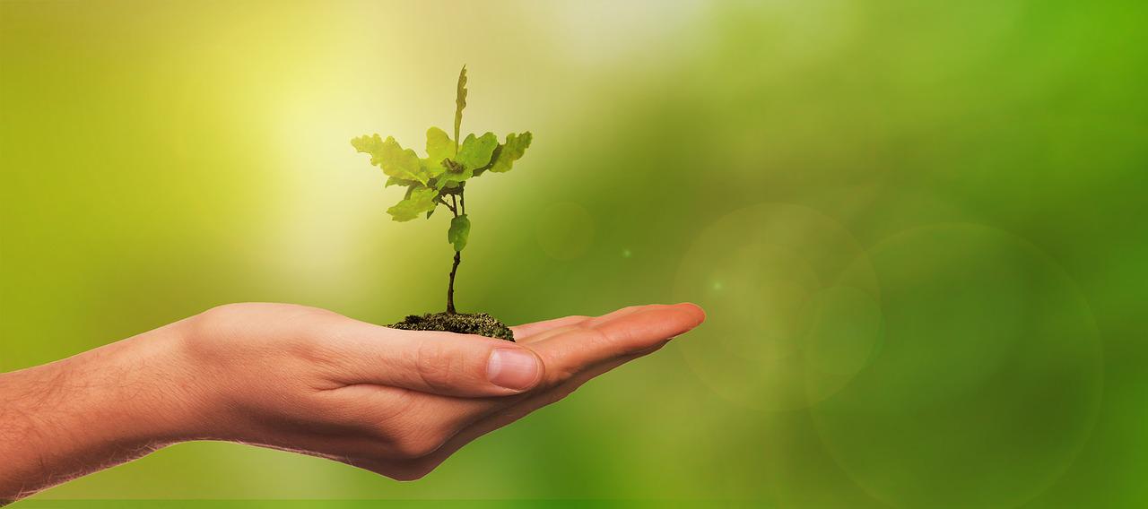 why-do-new-trees-dies-after-planting-them