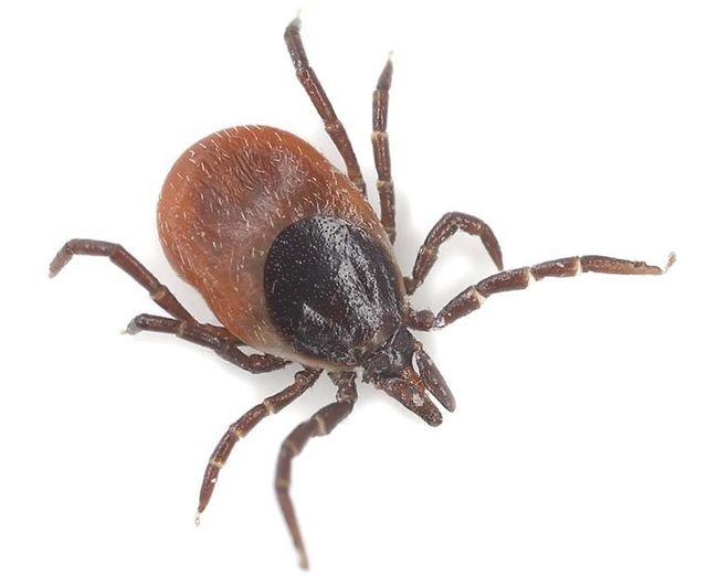 Orange Tick Insect