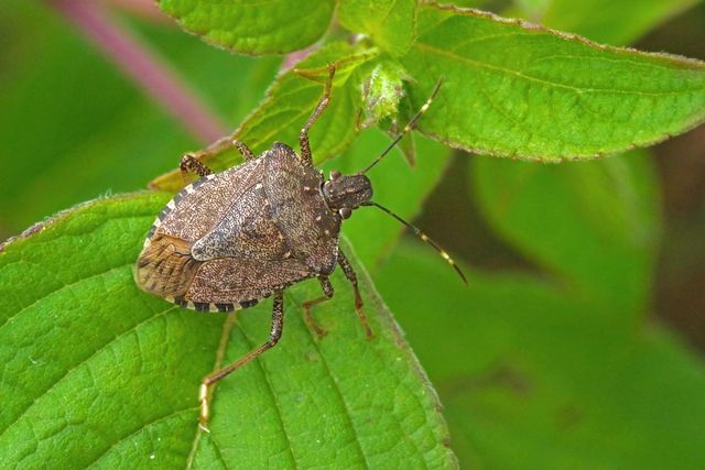 Where Did Stink Bugs Come From - Infoupdate.org