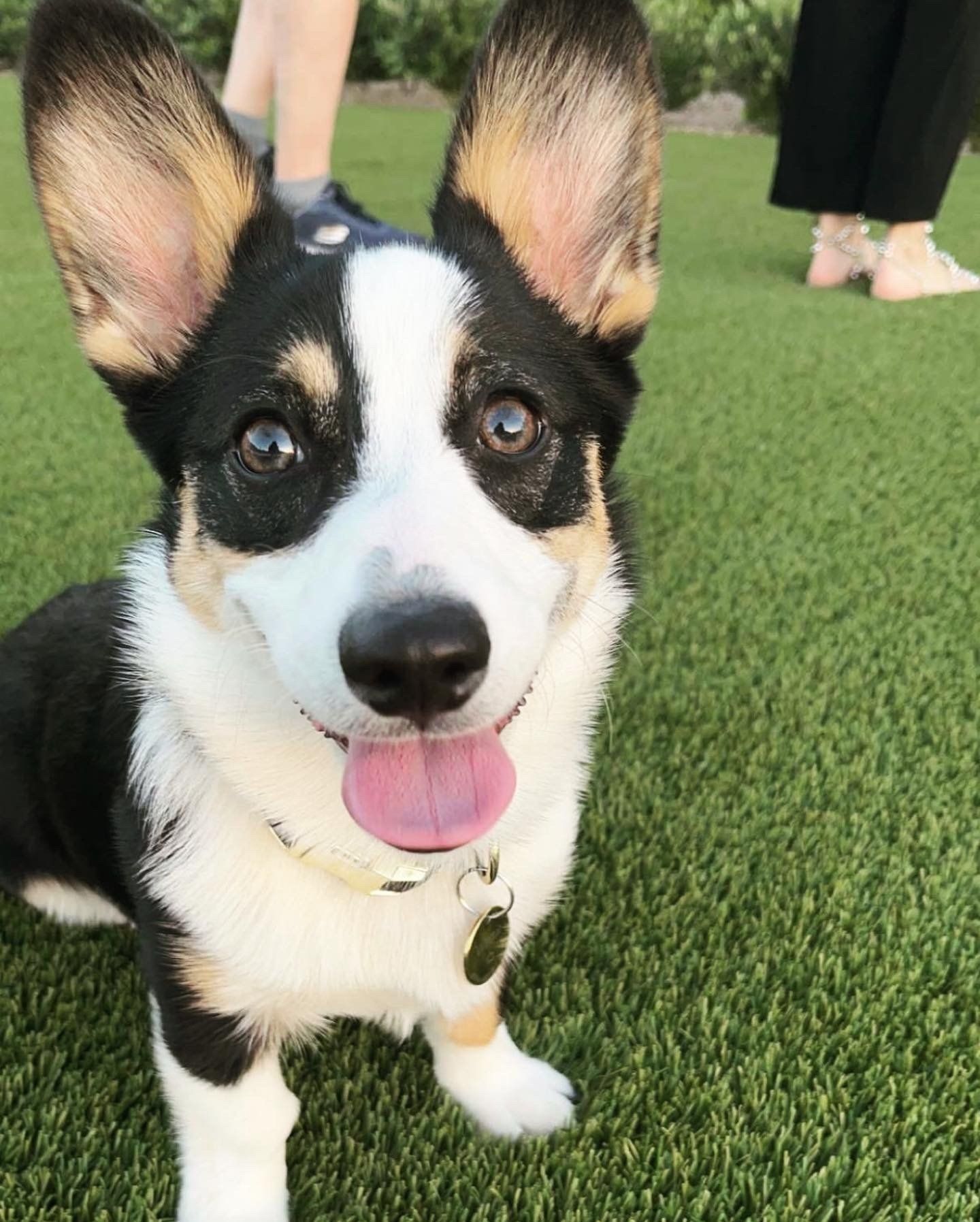 Office Dog Winnie Jones