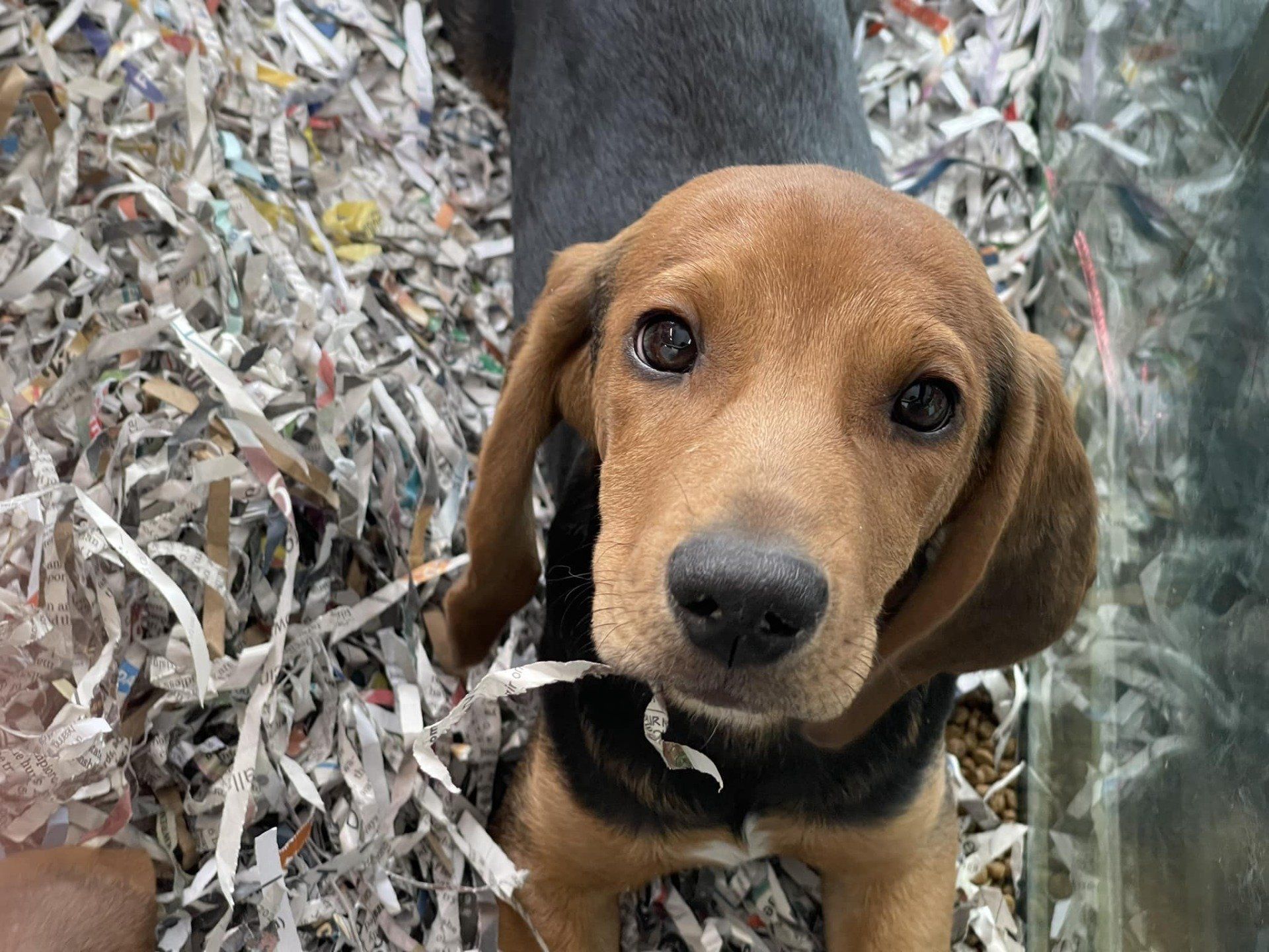 Dog Rescue | Cincinnati, OH | Animal House