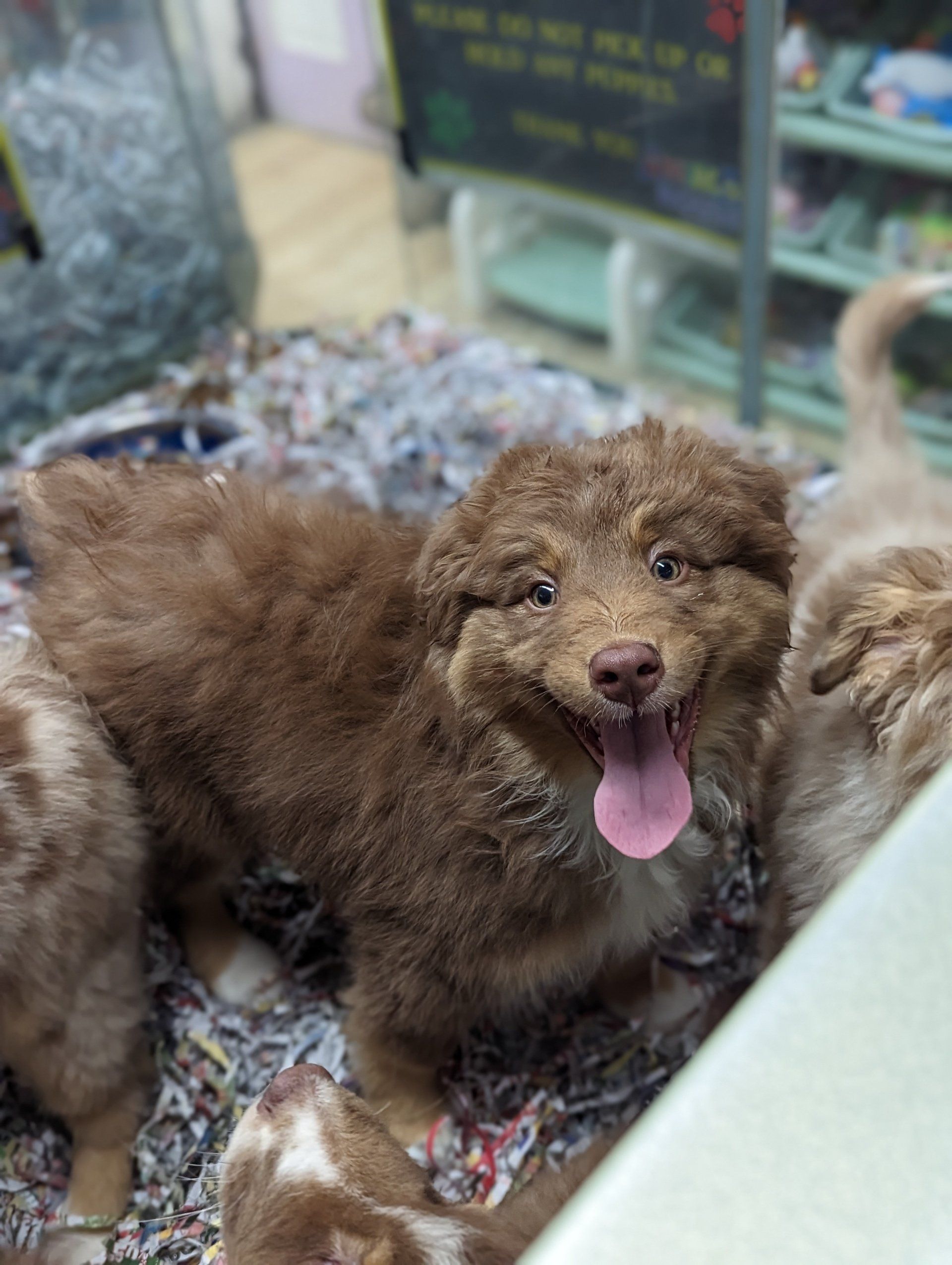 Dog Rescue | Cincinnati, OH | Animal House