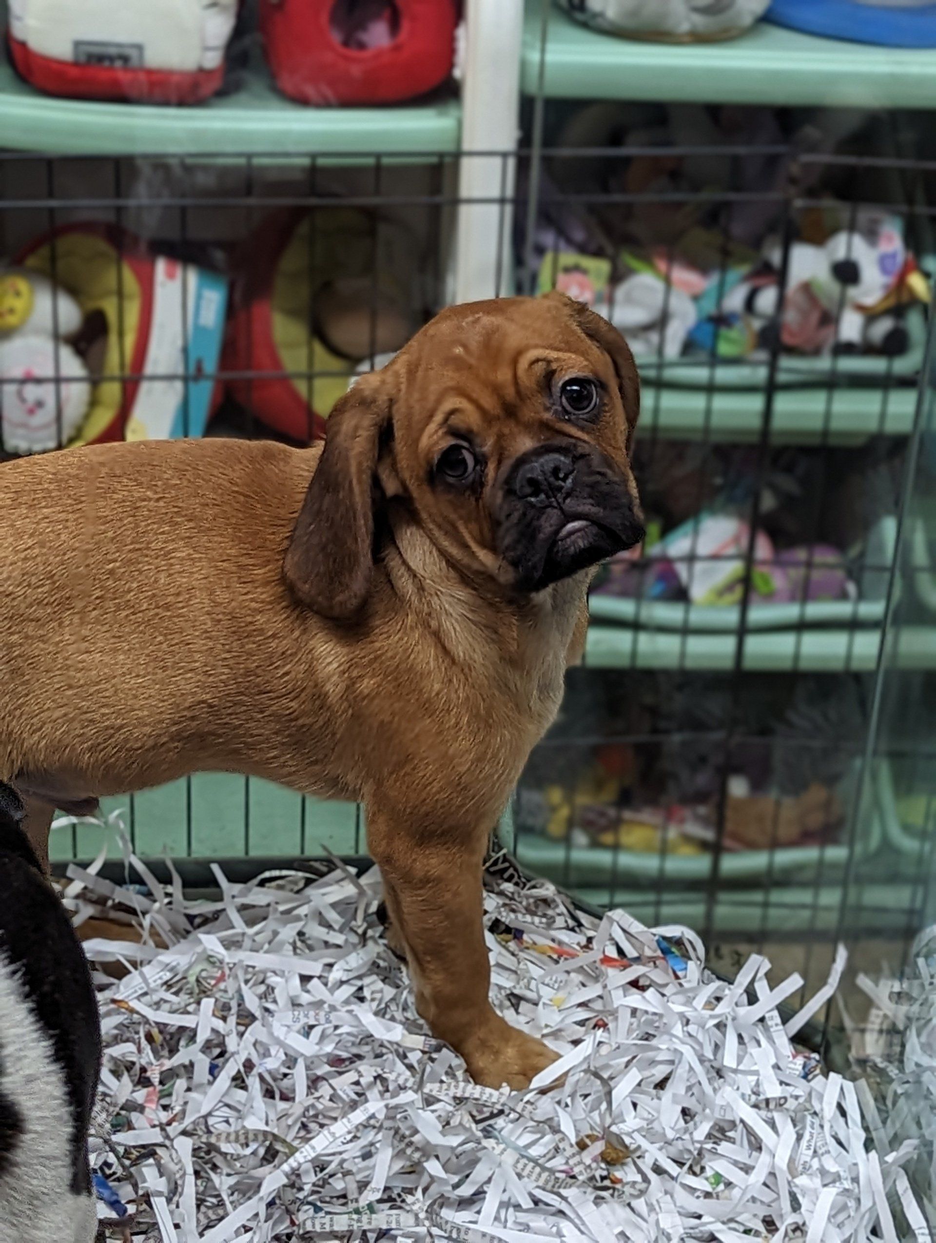 Dog Rescue | Cincinnati, OH | Animal House