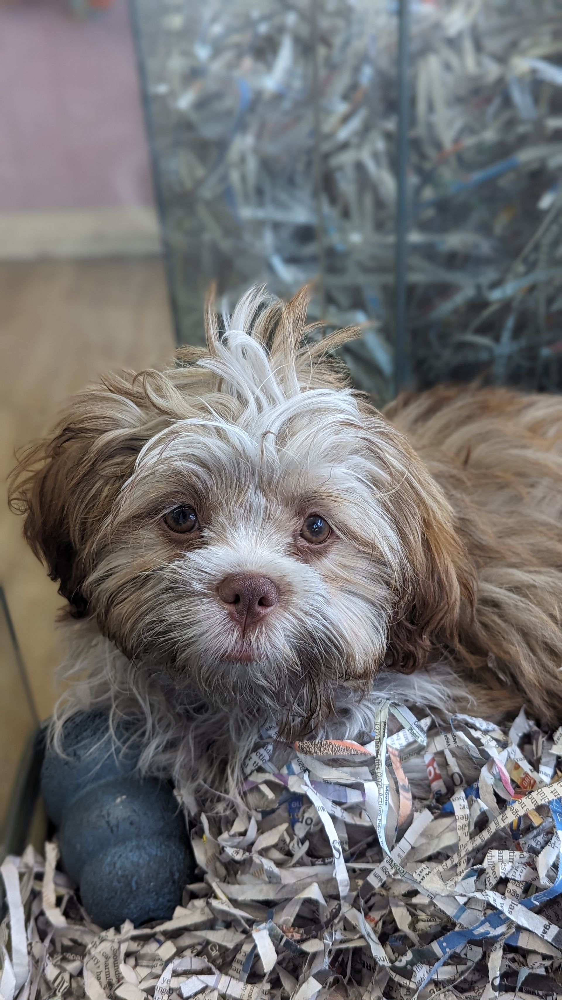 Dog Rescue | Cincinnati, OH | Animal House