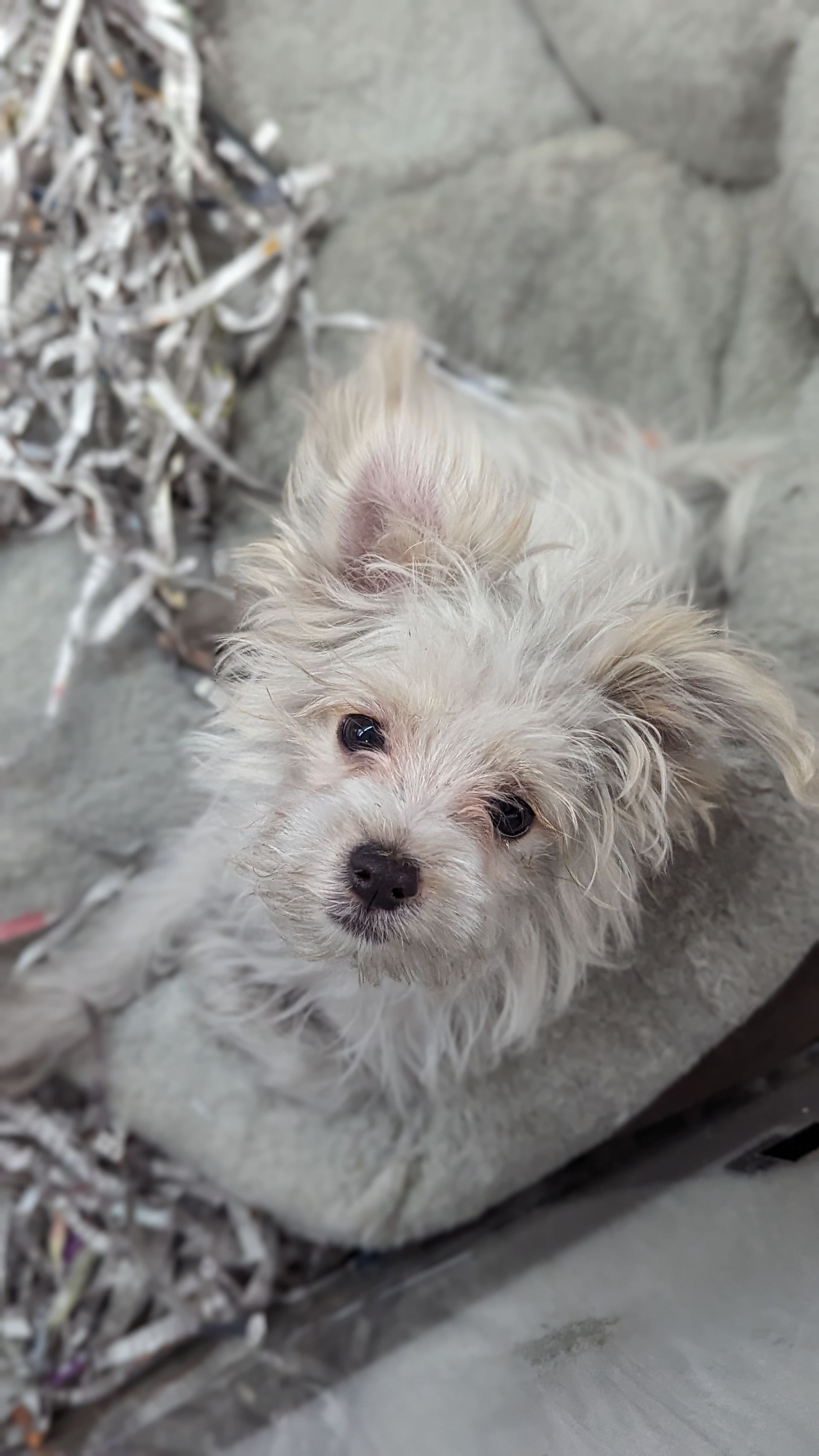 Dog Rescue | Cincinnati, OH | Animal House