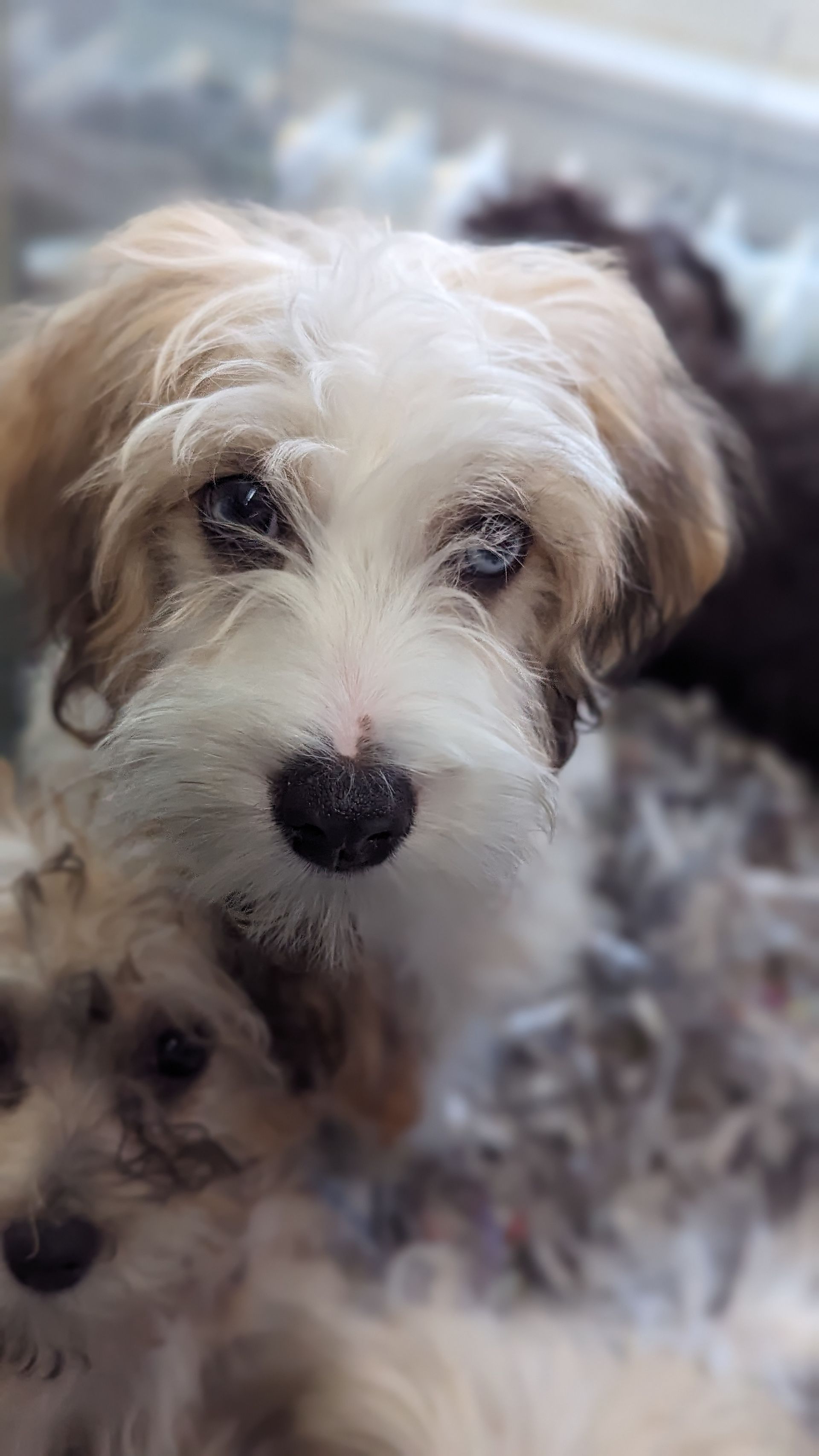 Dog Rescue | Cincinnati, OH | Animal House