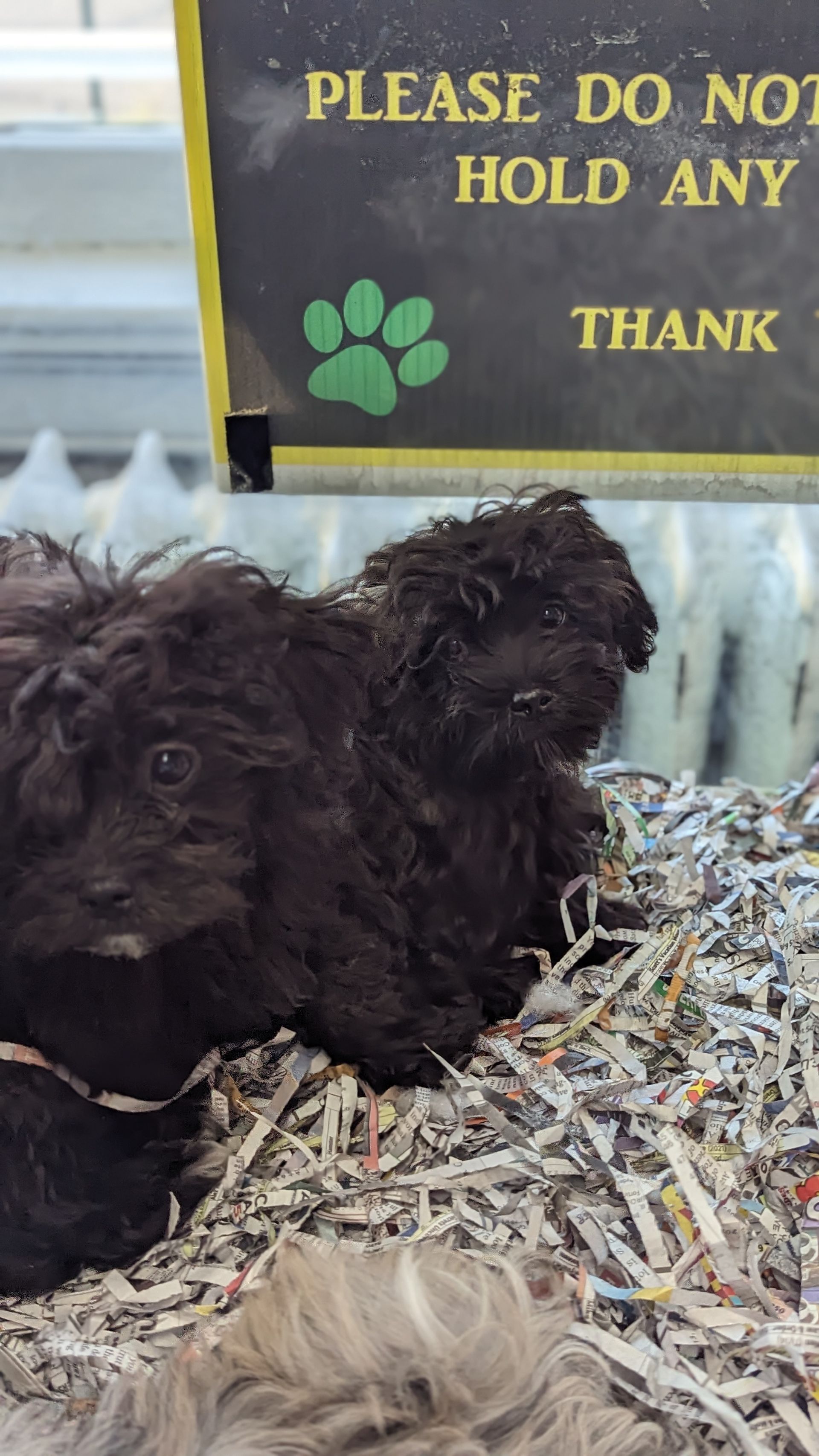 Dog Rescue | Cincinnati, OH | Animal House