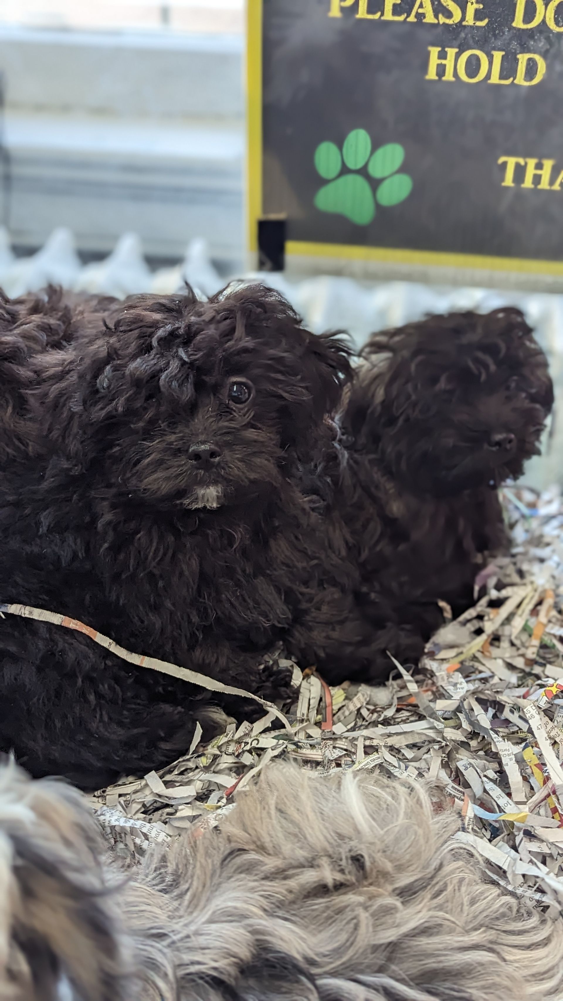 Dog Rescue | Cincinnati, OH | Animal House