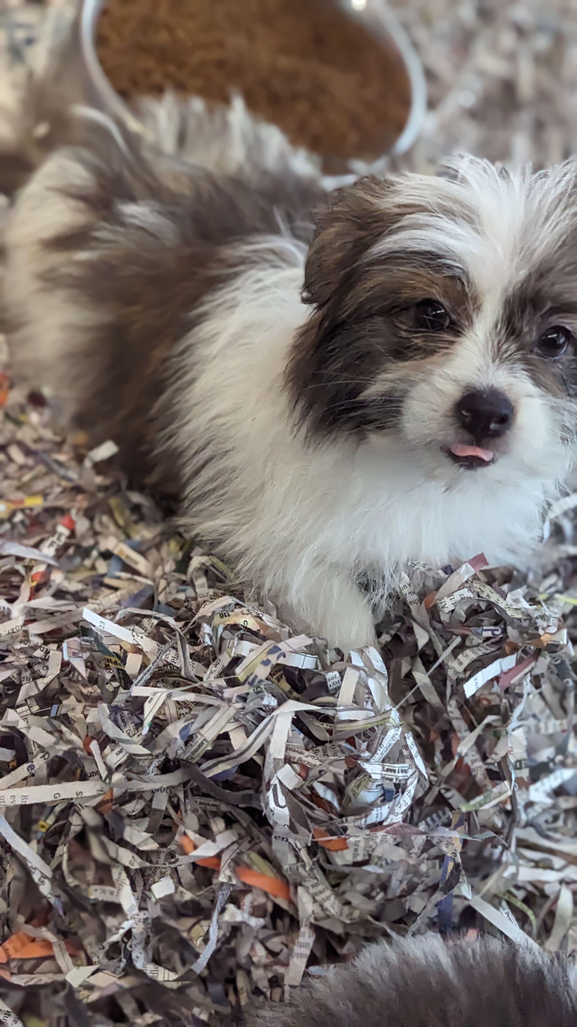 Dog Rescue | Cincinnati, OH | Animal House