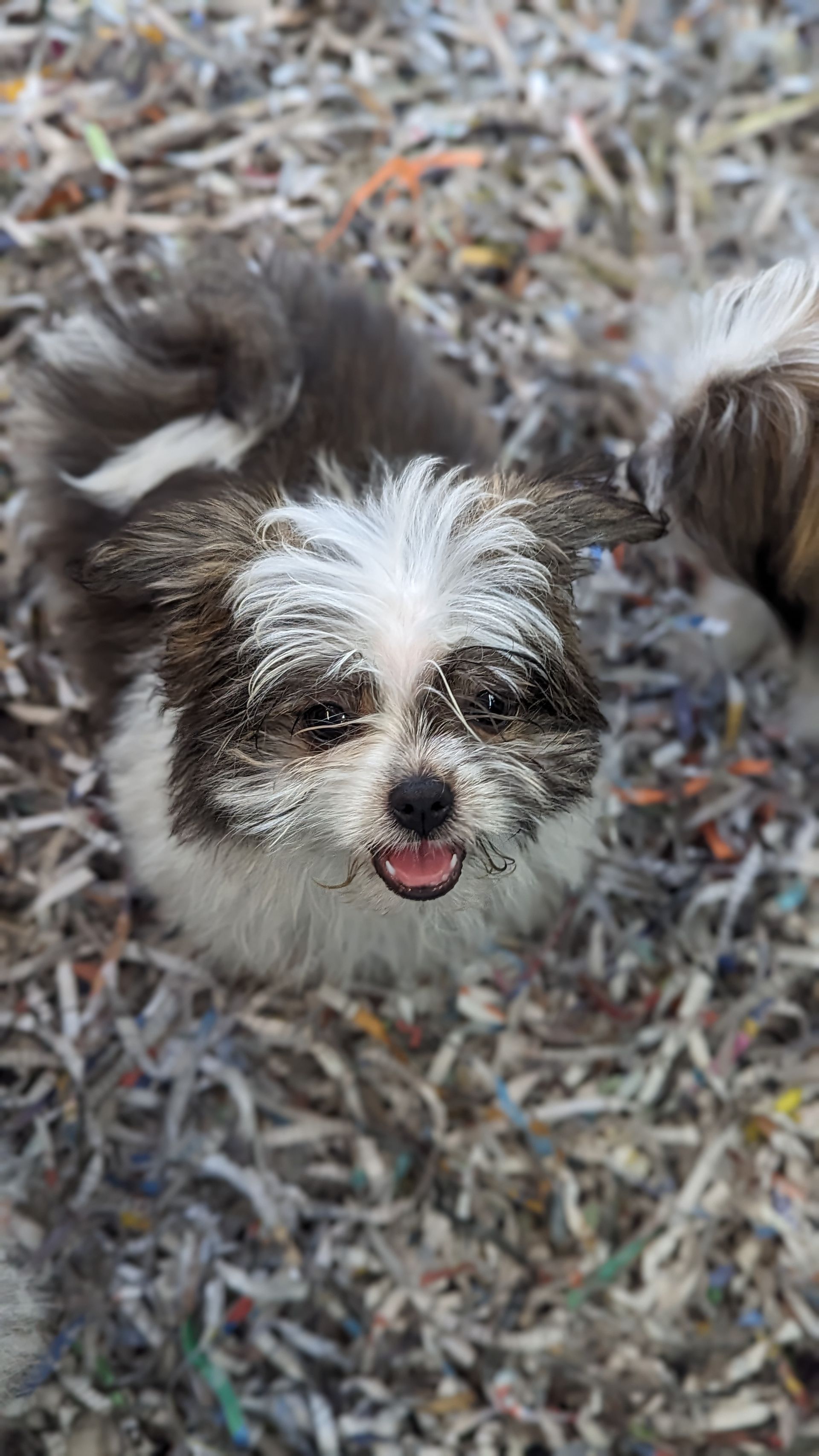 Dog Rescue | Cincinnati, OH | Animal House