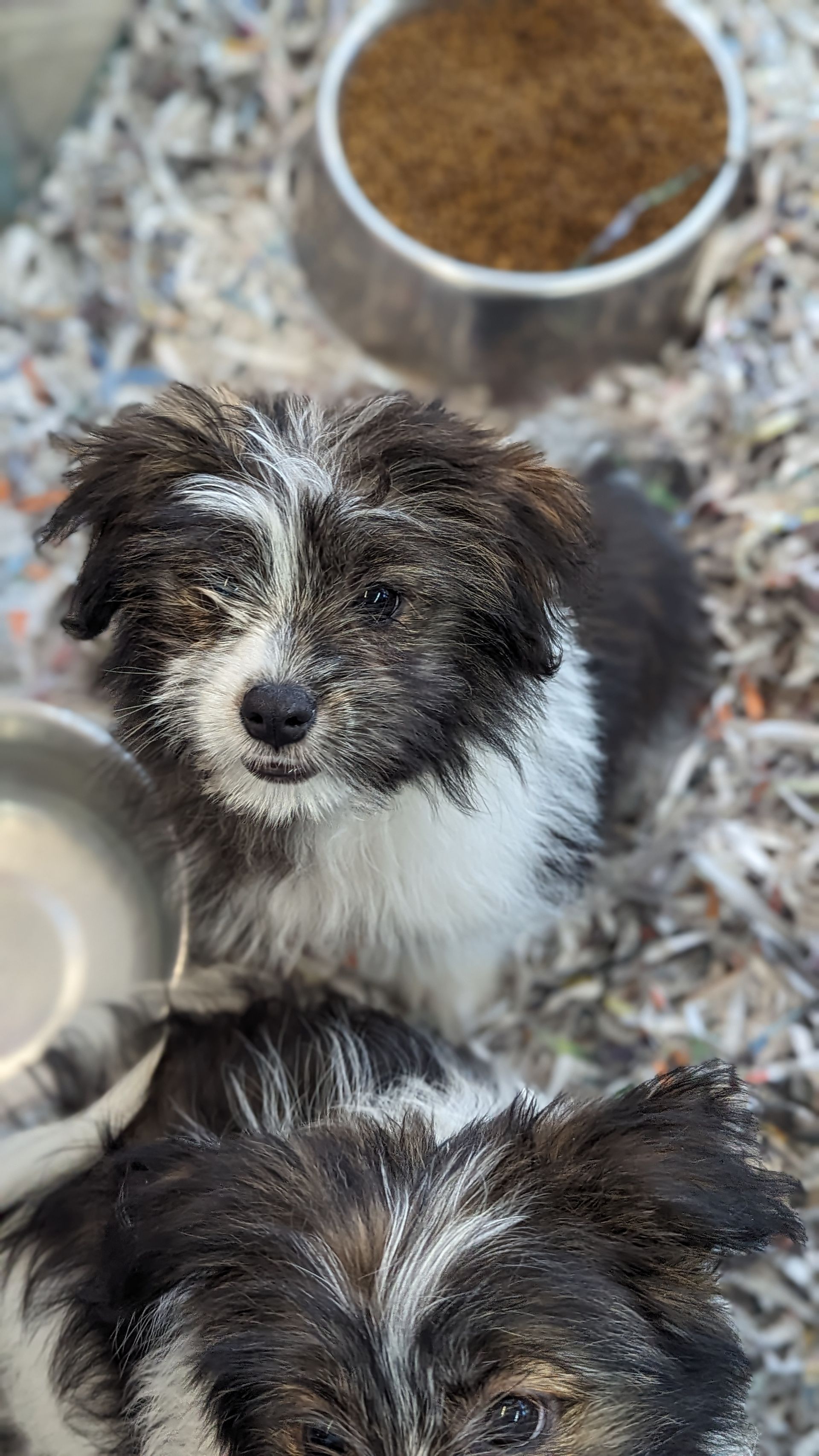 Dog Rescue | Cincinnati, OH | Animal House