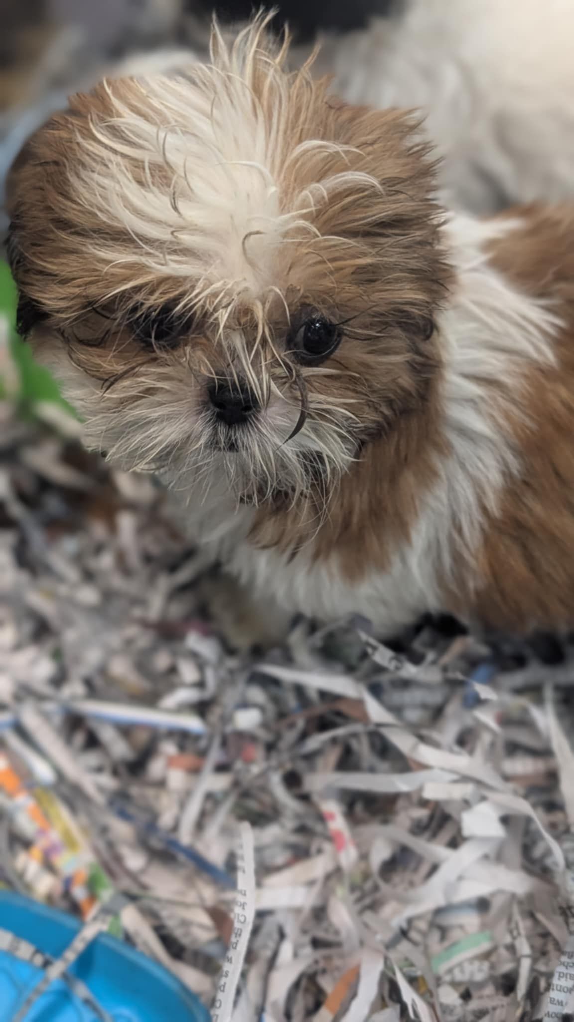 Dog Rescue | Cincinnati, OH | Animal House