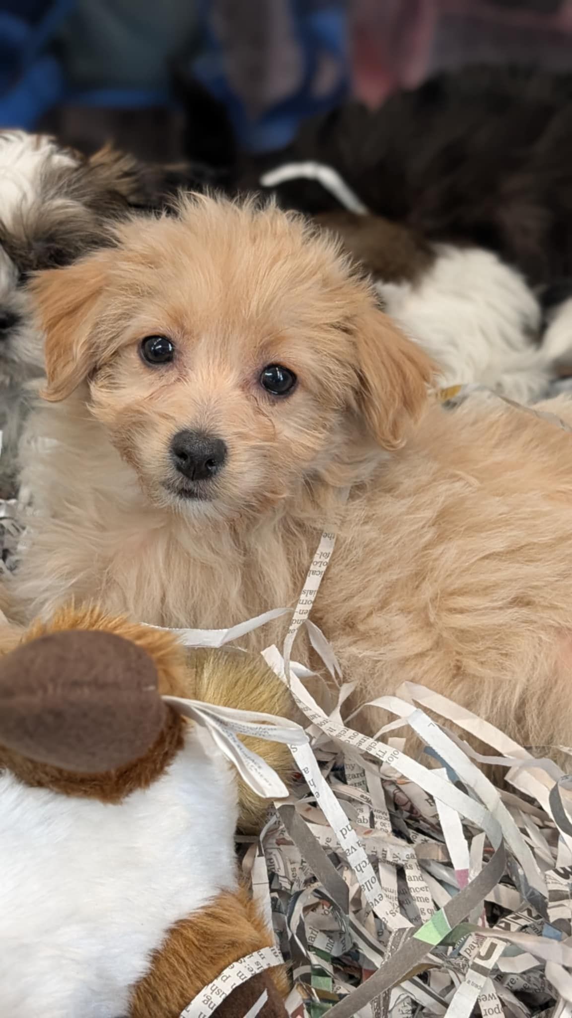 Dog Rescue | Cincinnati, OH | Animal House