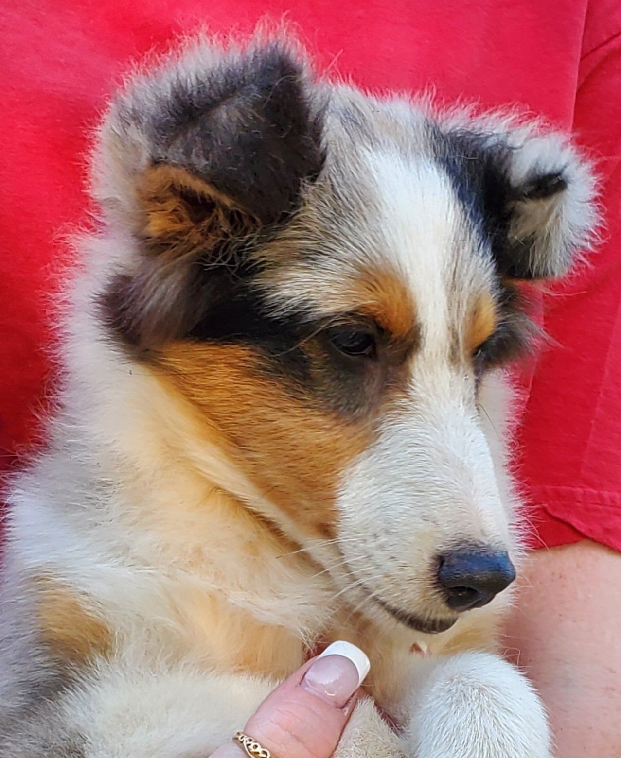Sheltie Puppies for Sale