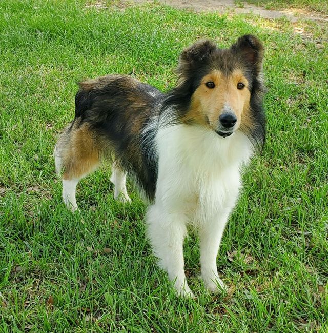 Shaved Sheltie