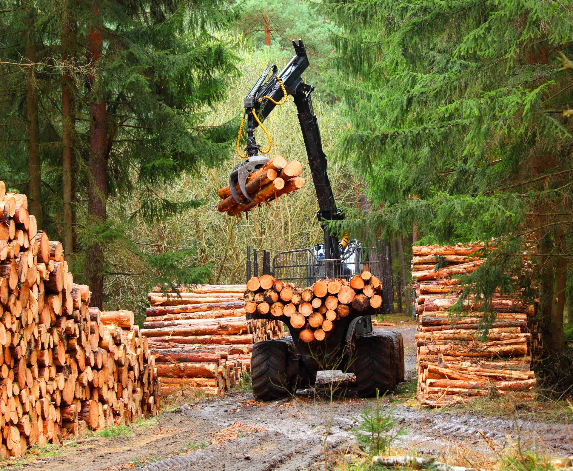 Logging & Excavating Marmora | Don Barron’s Logging & Excavating