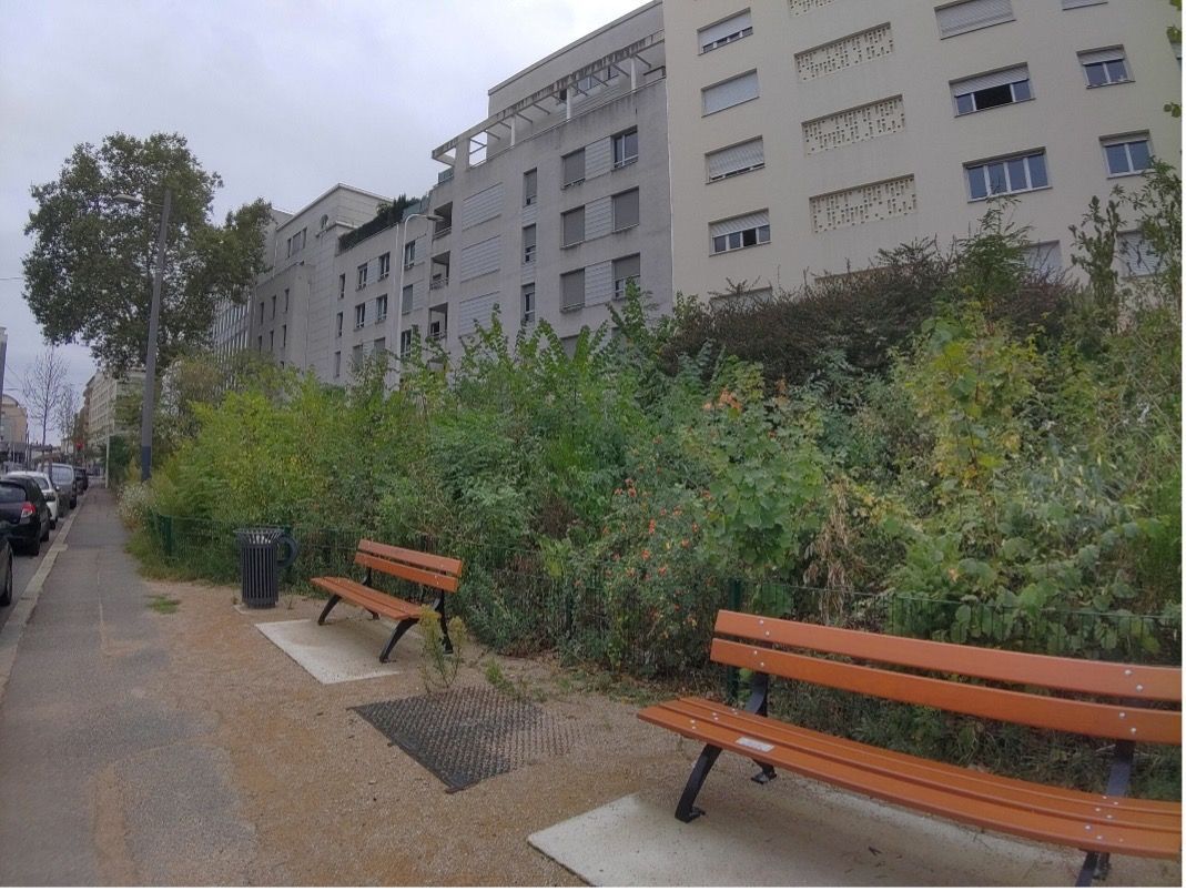 Lyon Mini Forest - Journeying into Miyawaki Forests - Blog Post 4