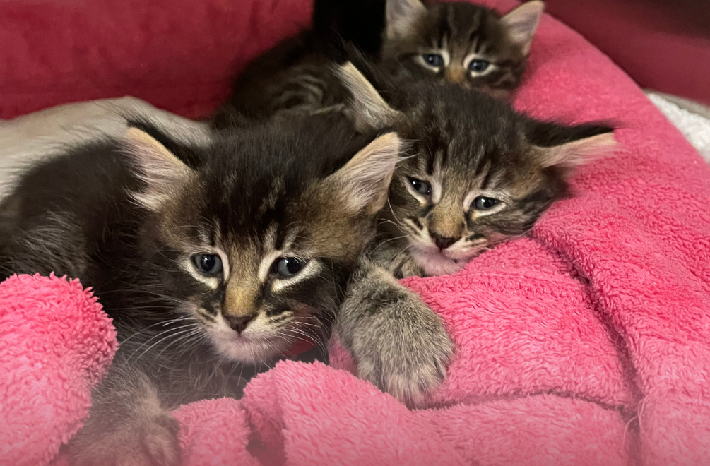 Kitten Season - The Basics!