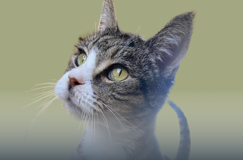FELV and FIV: What Adopters Should Know