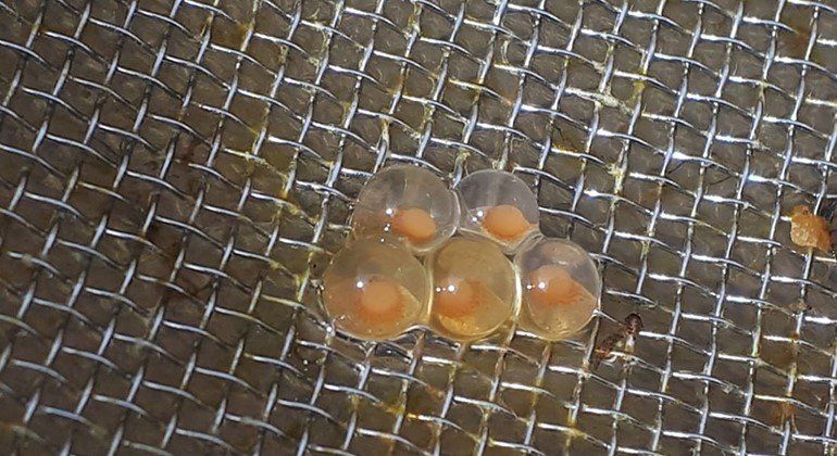 Grayling Tagging in Northern Sweden