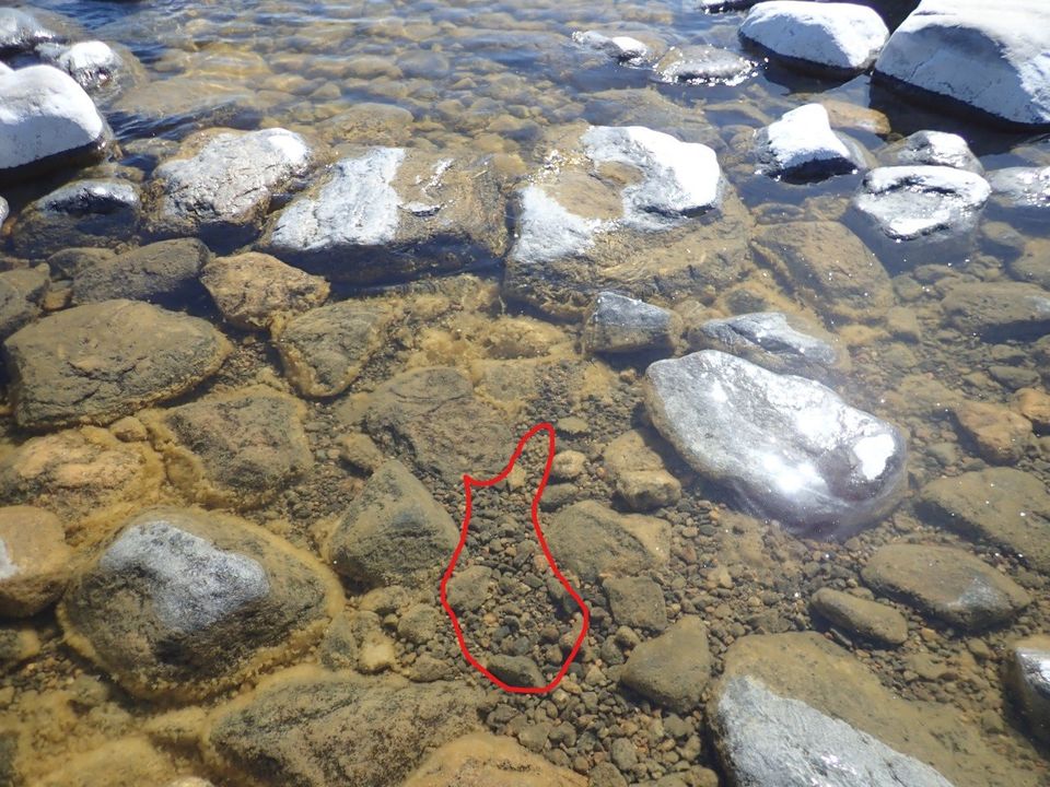Grayling Tagging in Northern Sweden