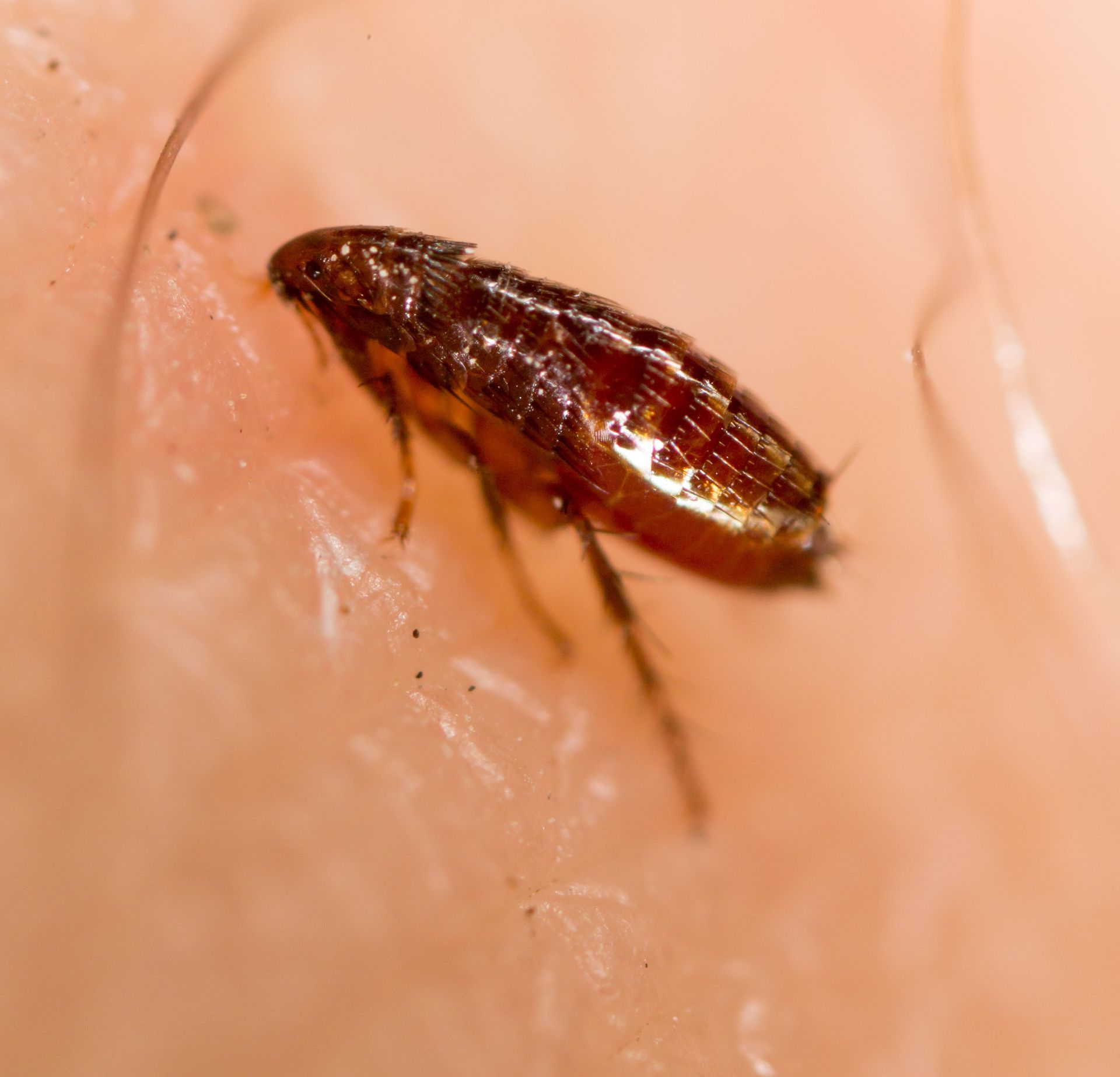 Pest Library | Four Seasons Pest Control | NENC | Hampton Roads VA