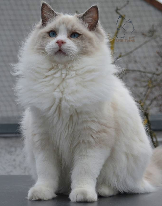 Gatinho Ragdoll Branco Gatinho Ragdoll Brincando Com Papel , Banco De