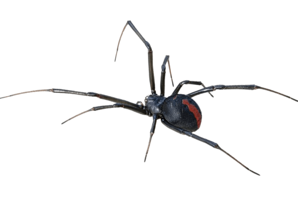 Titan Pest Defense | Riverside, CA Pest Control