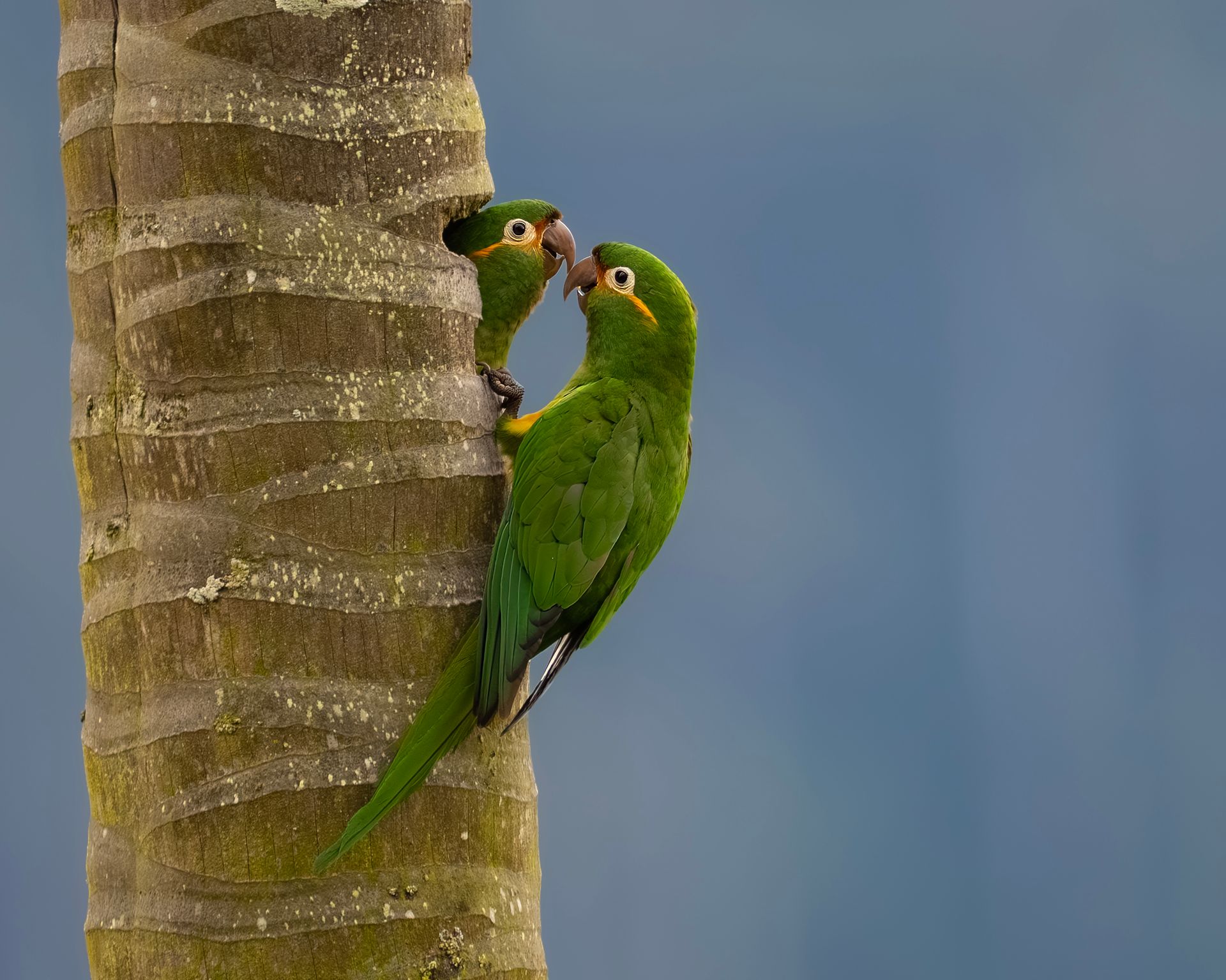 Colombia’s Birding History: From Early Naturalists to Modern Photo ...