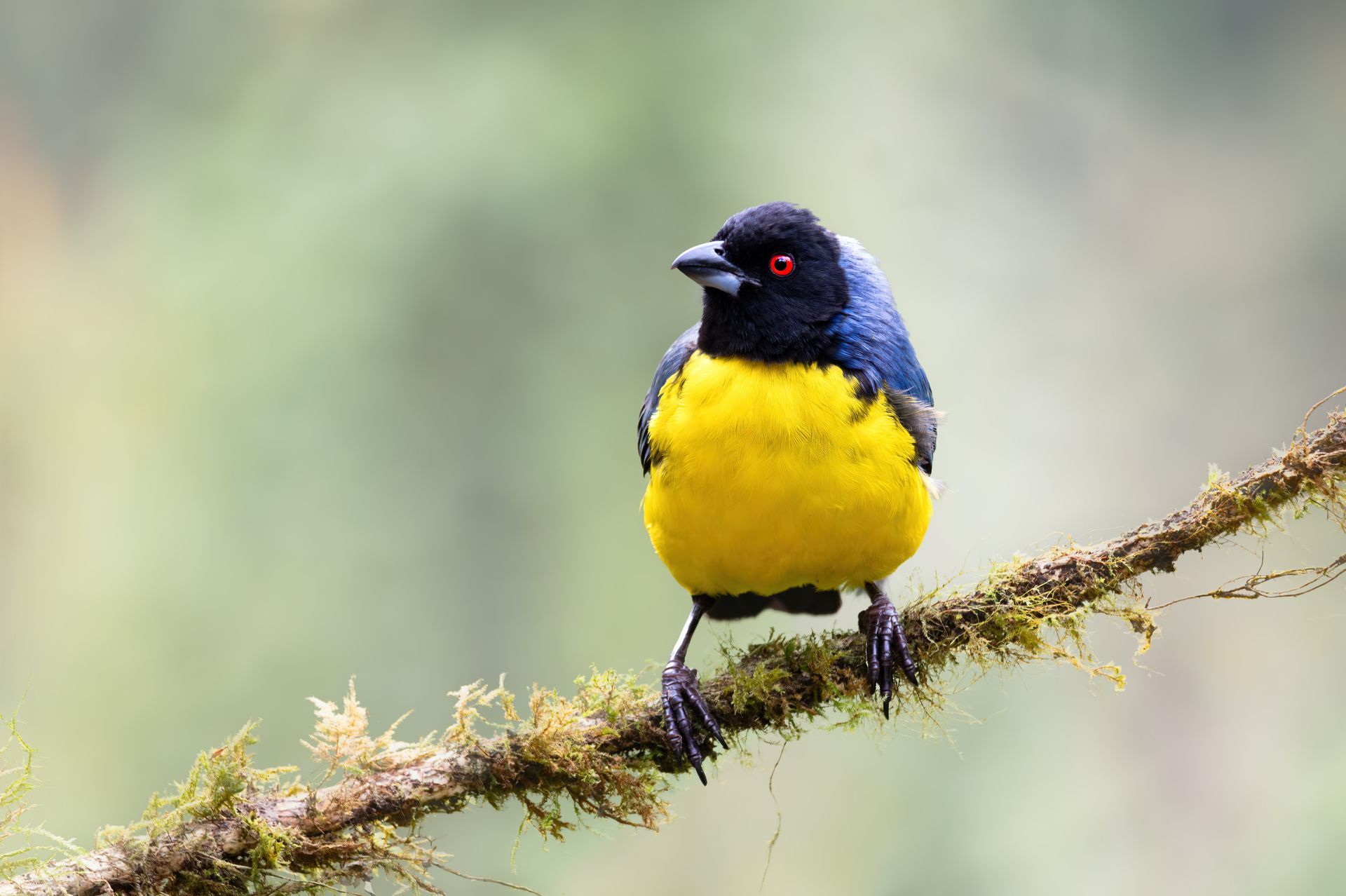Tanagers: The Most Colourful Birds of the Andes Range