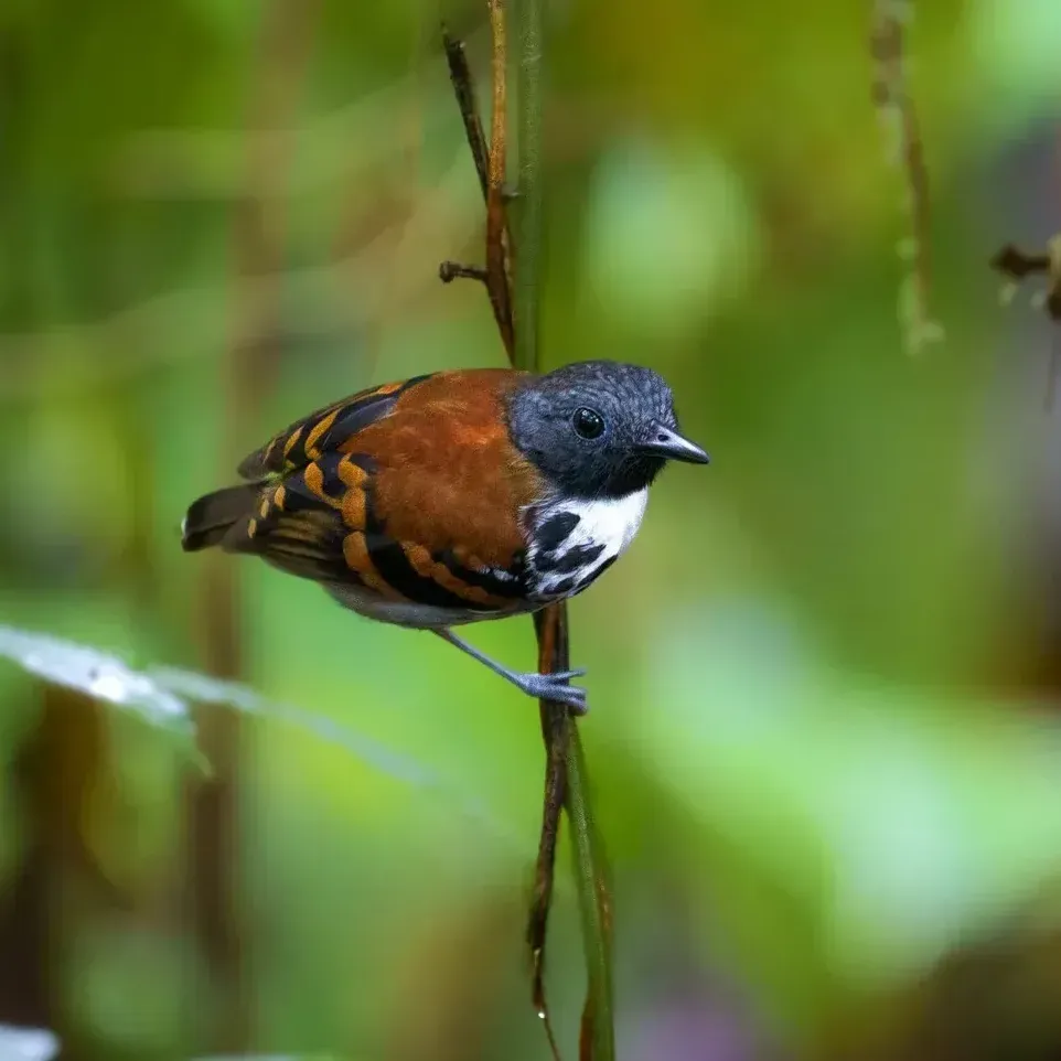 Majestic Birds Photography Tour | Chocó & Rainforest