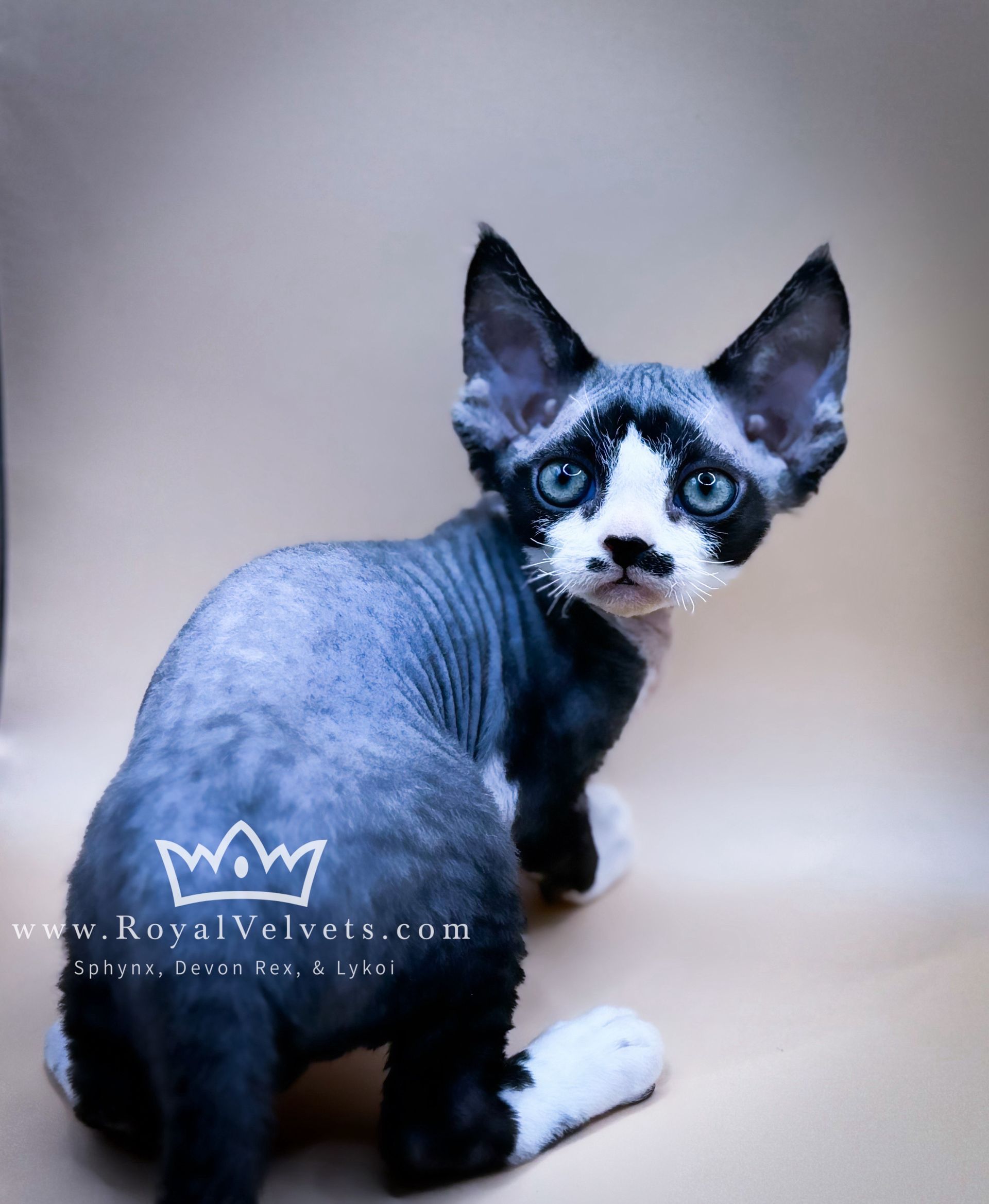 Sphynx | Devon Rex | Lykoi | Royal Velvet Cattery | Spring City, TN