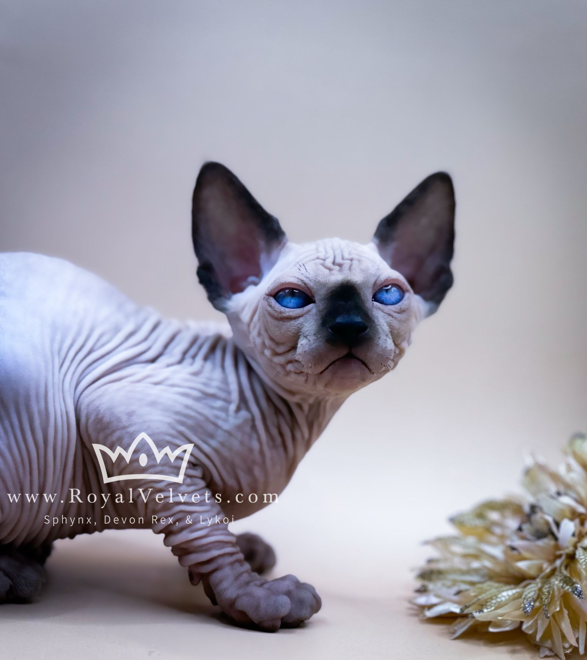 Sphynx | Devon Rex | Lykoi | Royal Velvet Cattery | Spring City, TN
