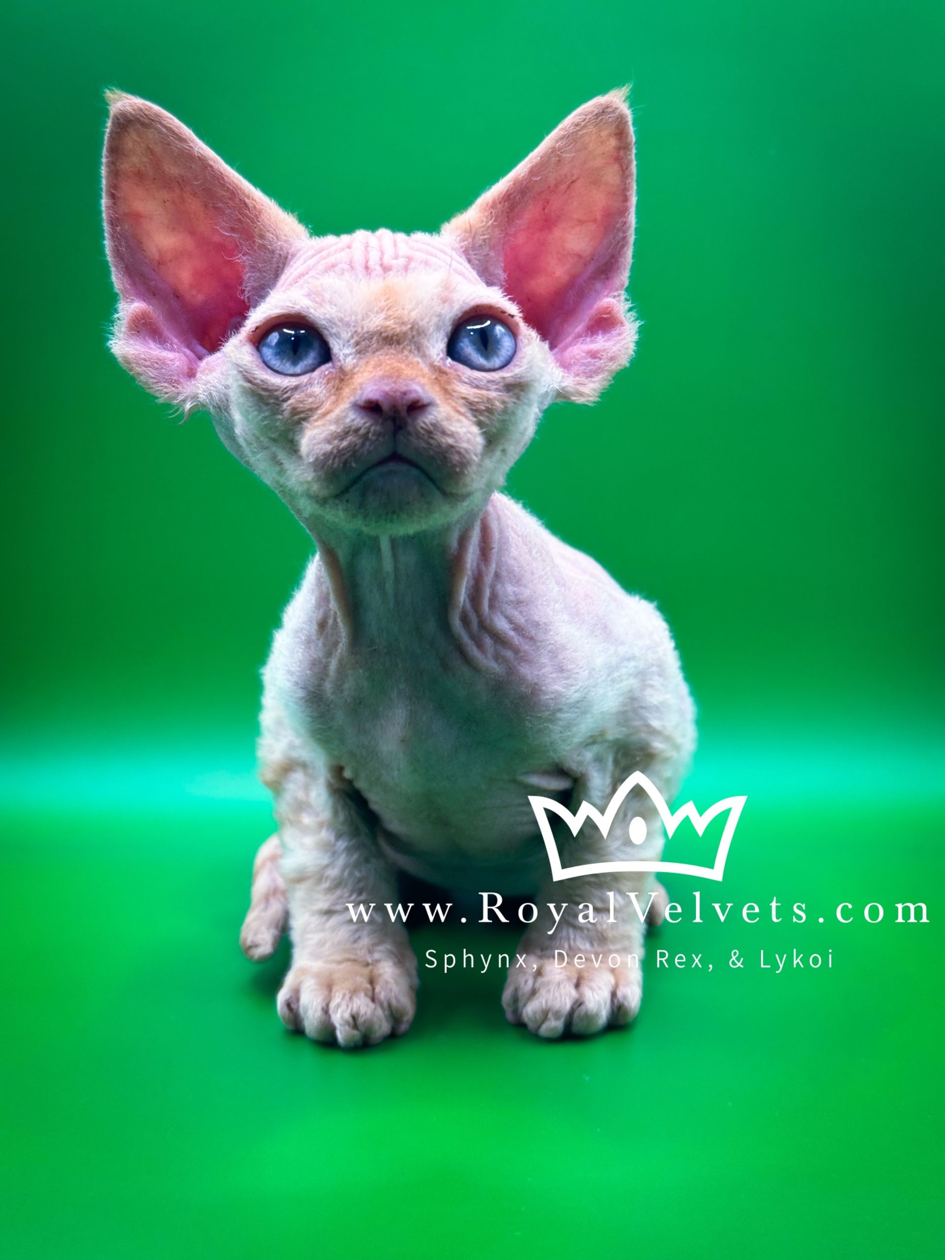 Available Kittens | Royal Velvet Sphynx | Devon Rex | Lykoi