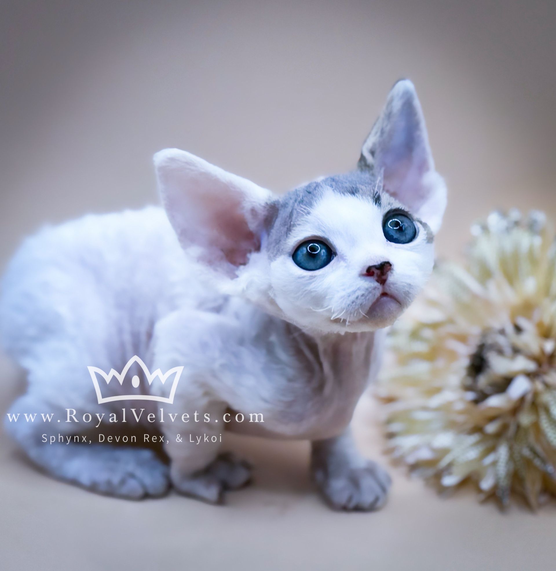Sphynx | Devon Rex | Lykoi | Royal Velvet Cattery | Spring City, TN