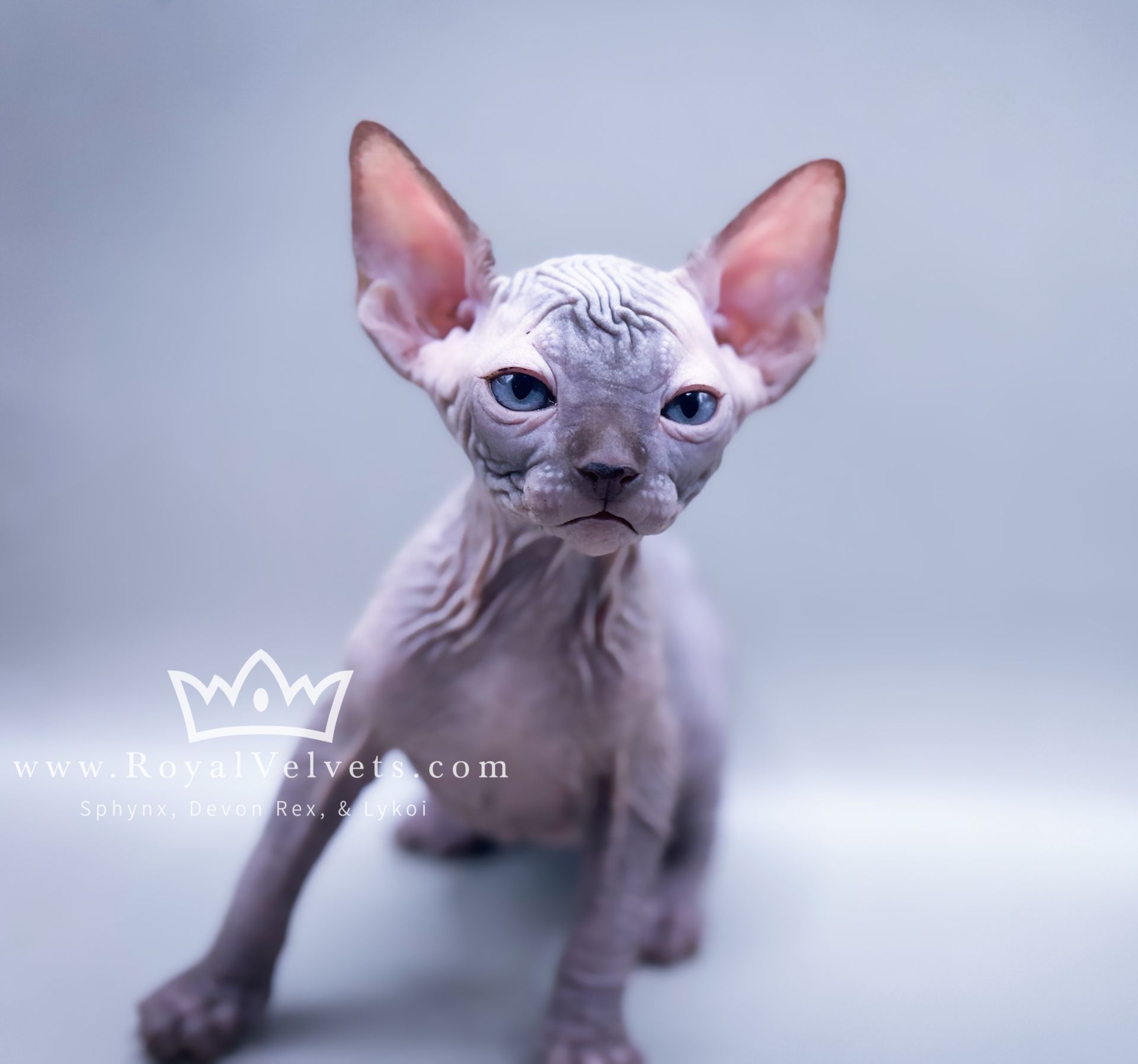 Show-Quality Sphynx Kittens | Royal Velvet Sphynx, Devon Rex & Lykoi