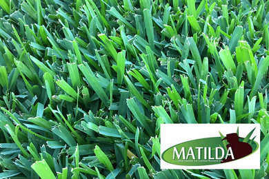 Turf Supplier | Newcastle, NSW | Affordable Mr Buffalo