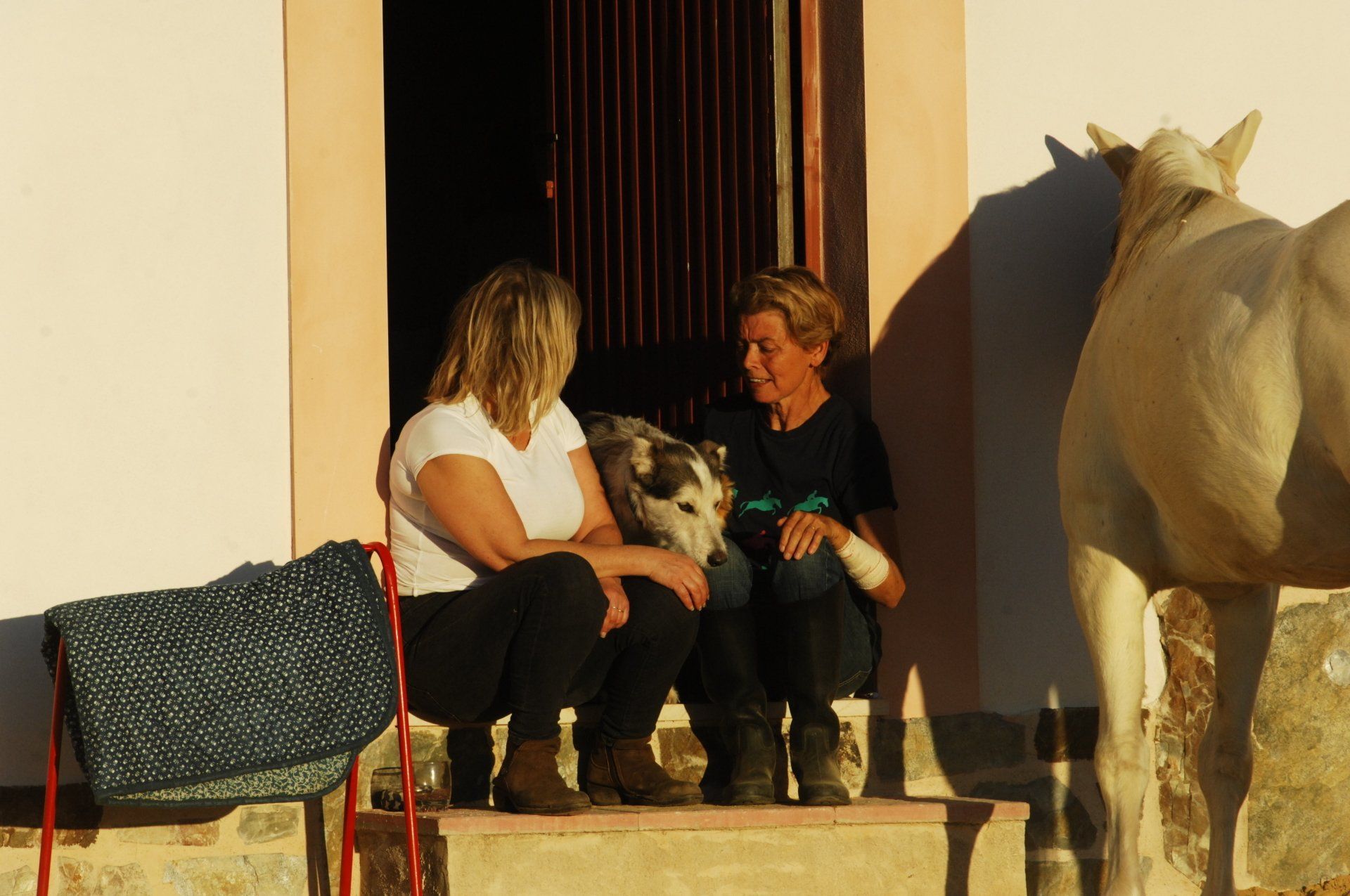 CASE STUDIES : Cutters Canines & Equines - Claire Klima Animal ...